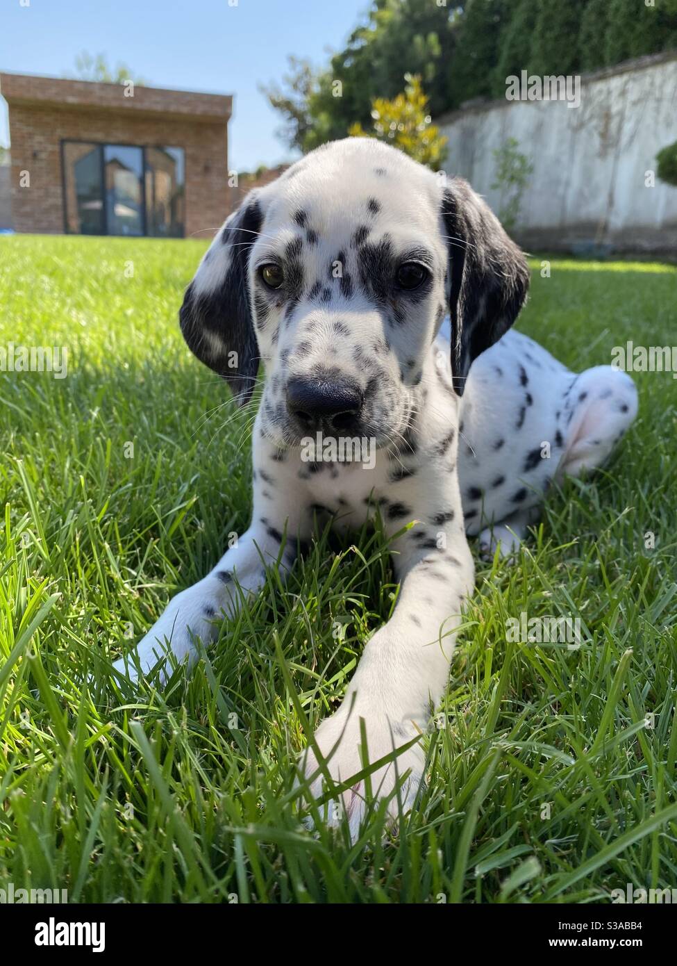 Black and white doggo hi-res stock photography and images - Alamy Black and white doggo hi-res stock photography and images - Alamy