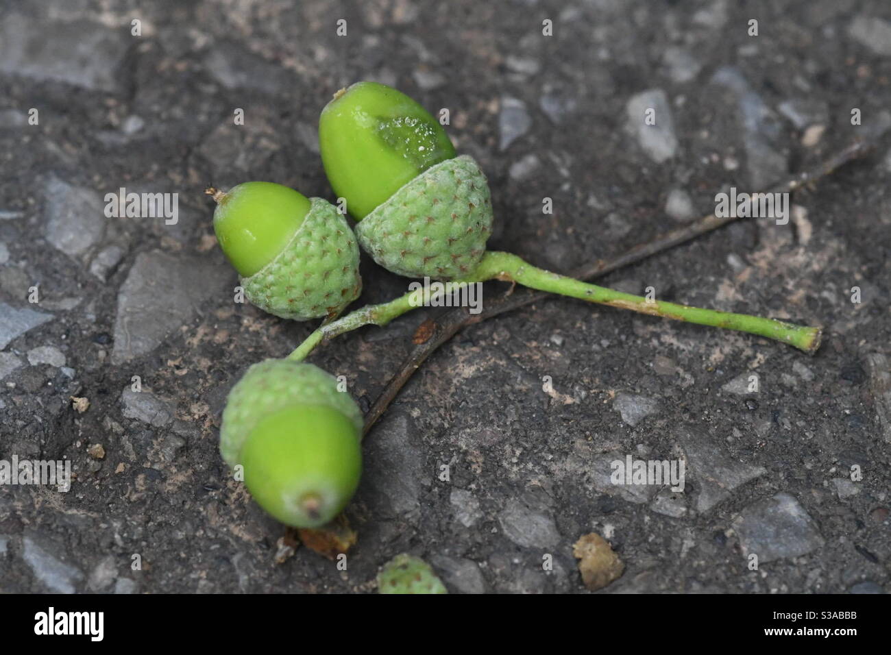 Oak tree fruits hi-res stock photography and images - Alamy