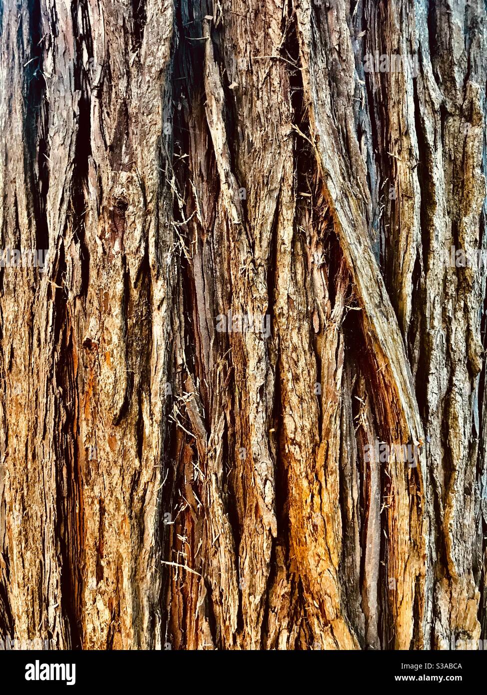 Treee bark hi-res stock photography and images - Alamy