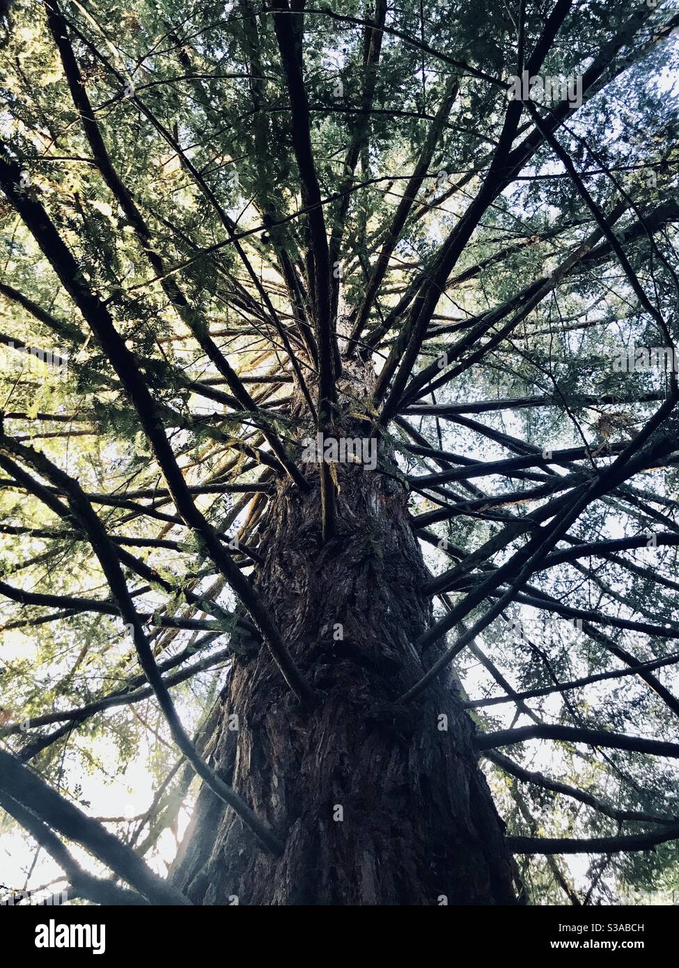 Sequoia tree branches trunk coastal redwood Stock Photo - Alamy