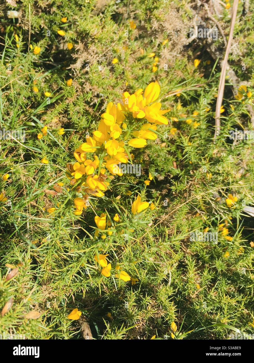 Moor gorse hi-res stock photography and images - Alamy