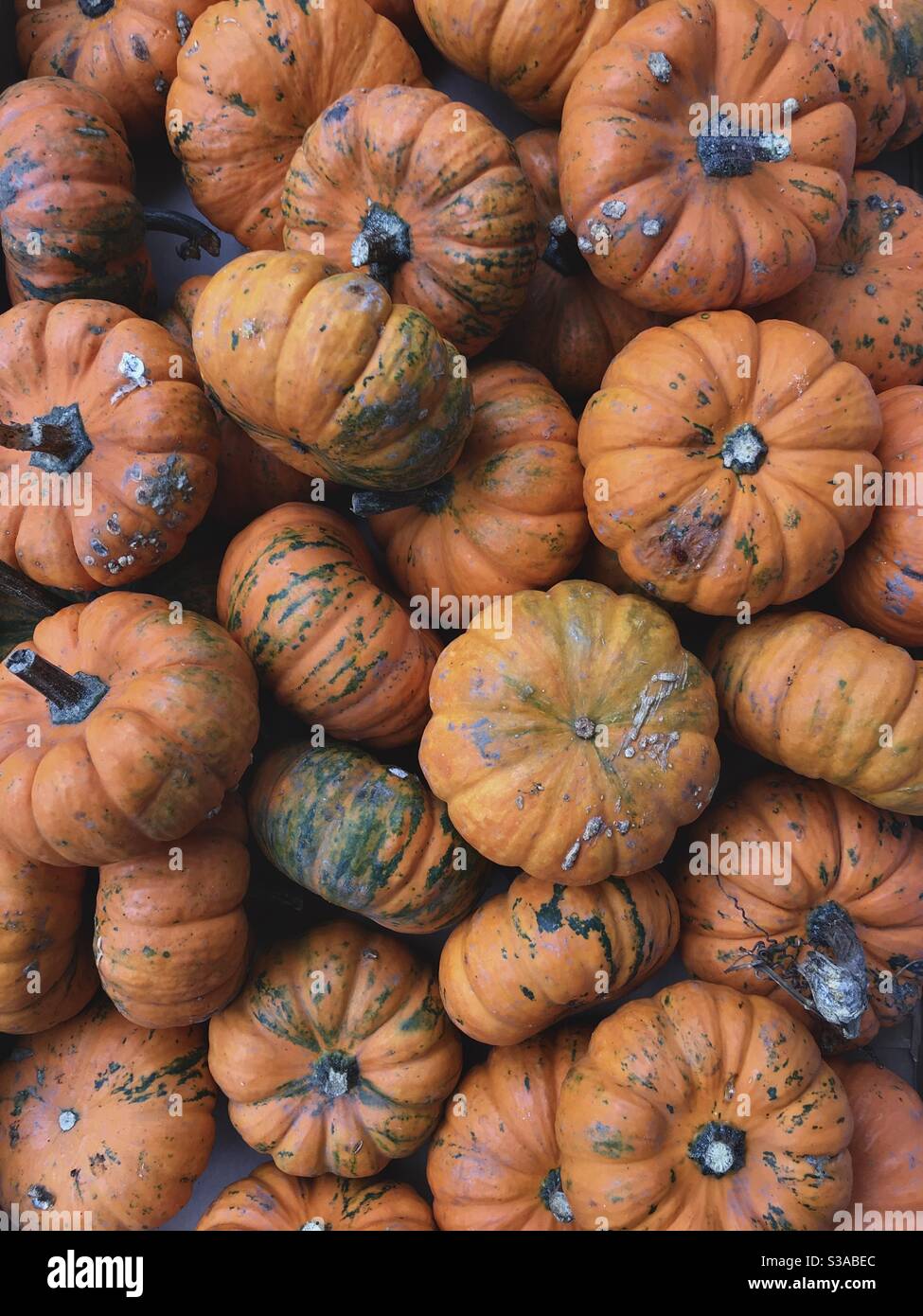 We be little pumpkin hi-res stock photography and images - Alamy