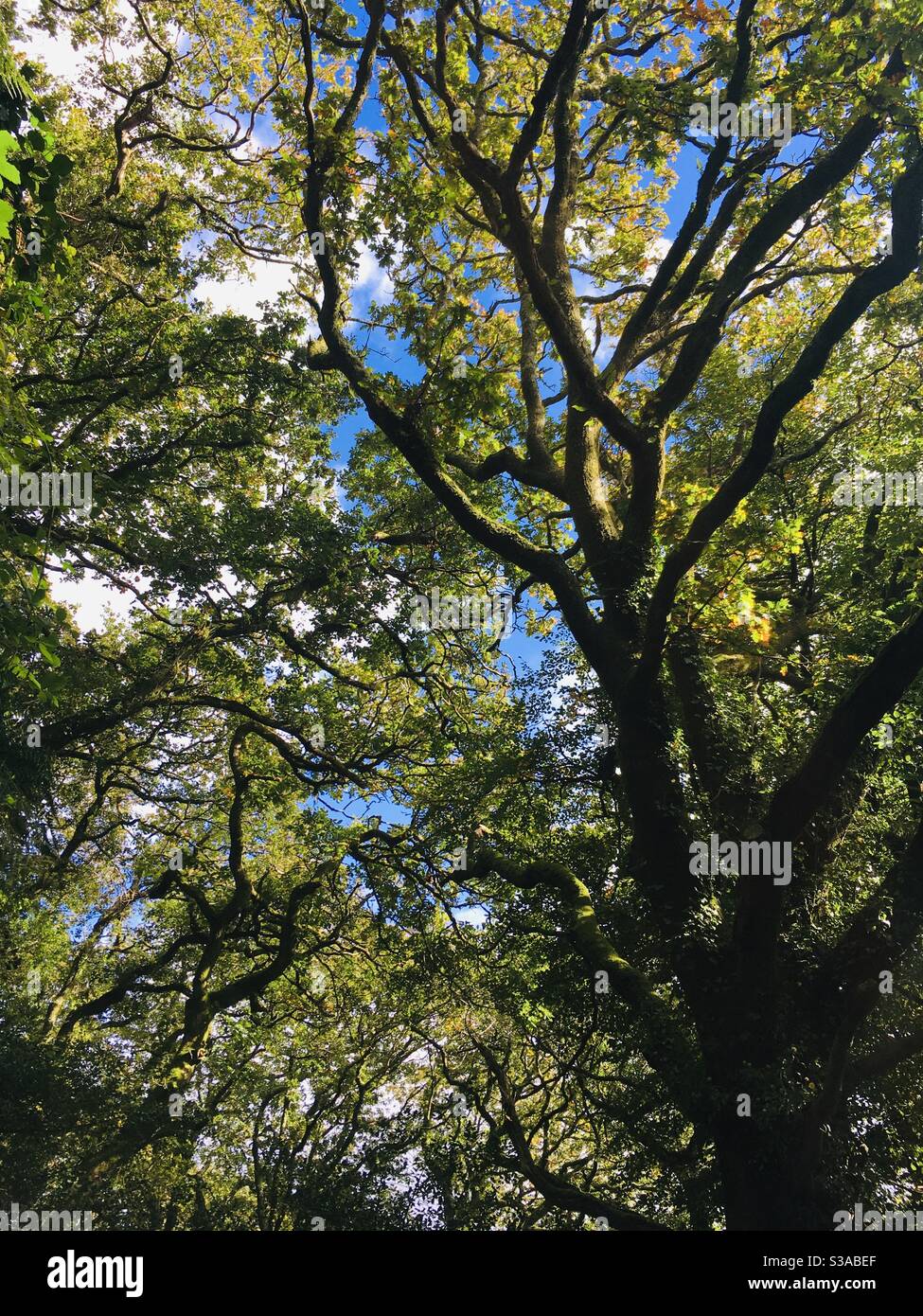 Blue sky through trees hi-res stock photography and images - Alamy