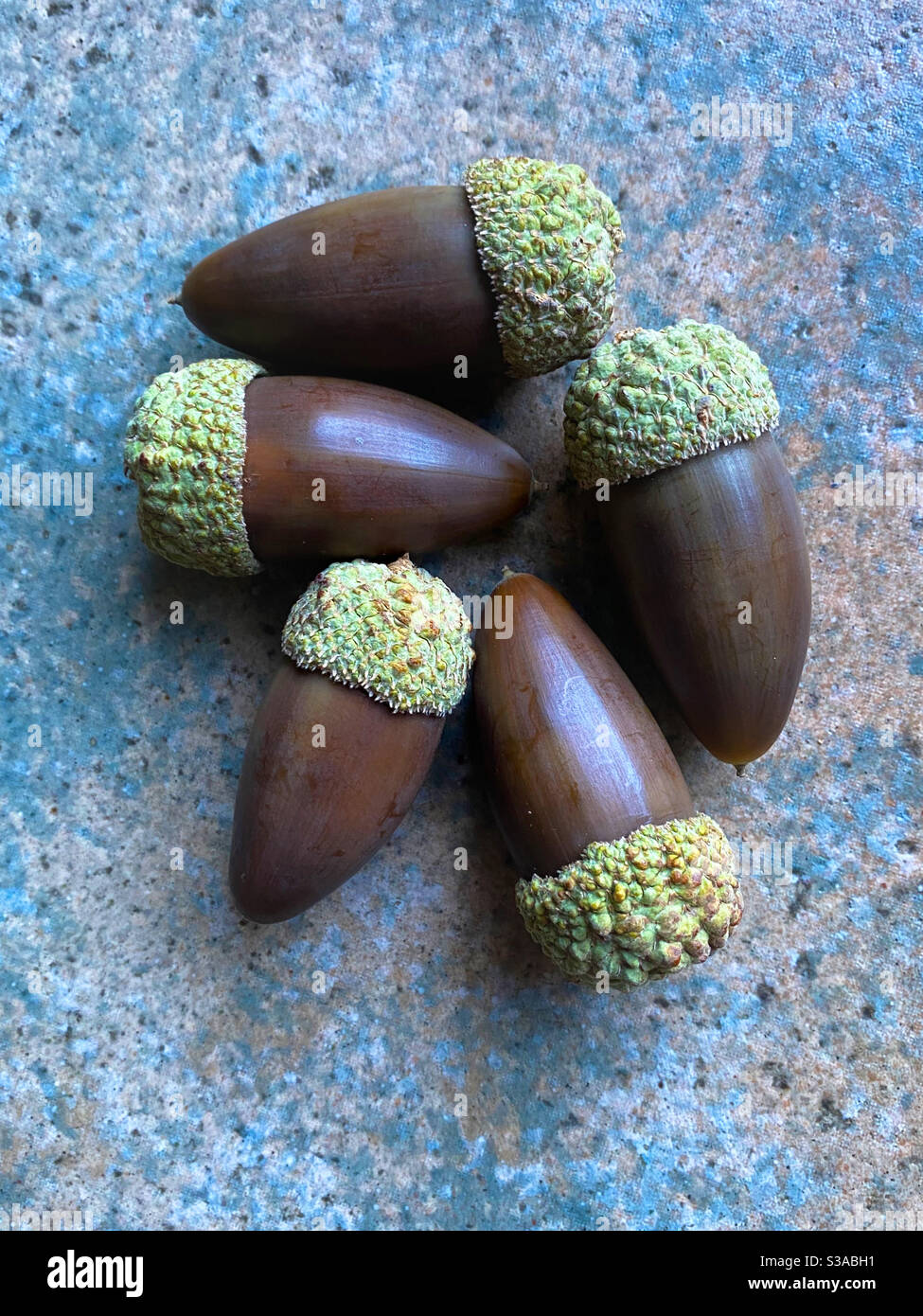 Five acorns on a stone tile Stock Photo - Alamy