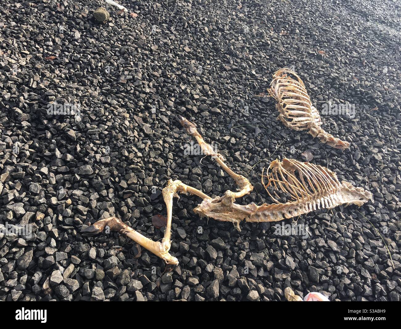 Skeleton ribs hi-res stock photography and images - Alamy