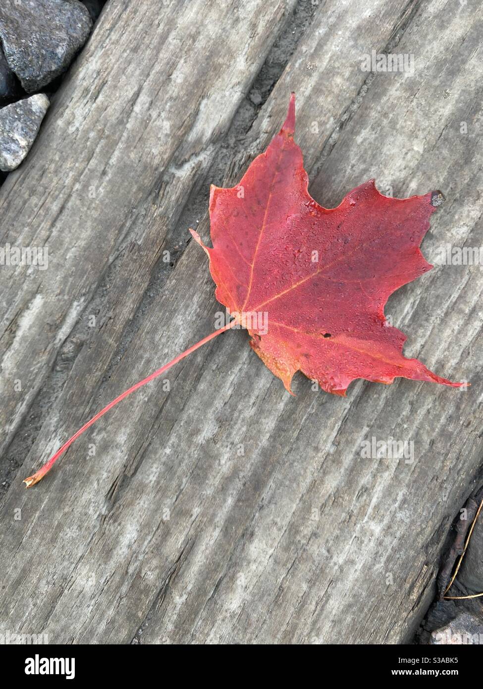 Red maple leaf Stock Photo - Alamy