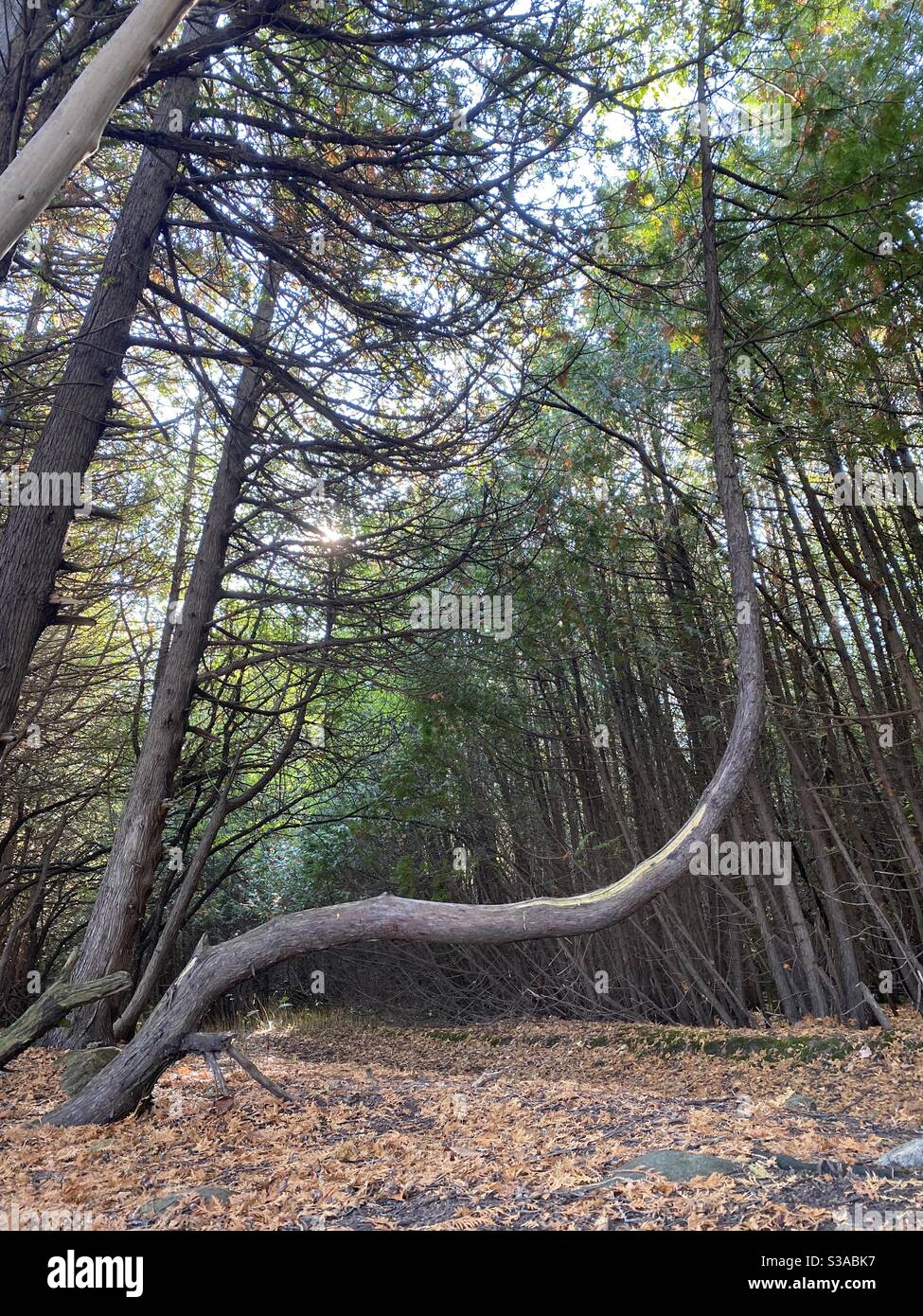 Twisted fir tree hi-res stock photography and images - Alamy