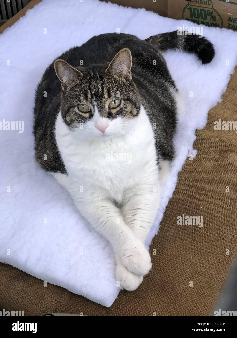 Crossed legs cat hi-res stock photography and images - Alamy
