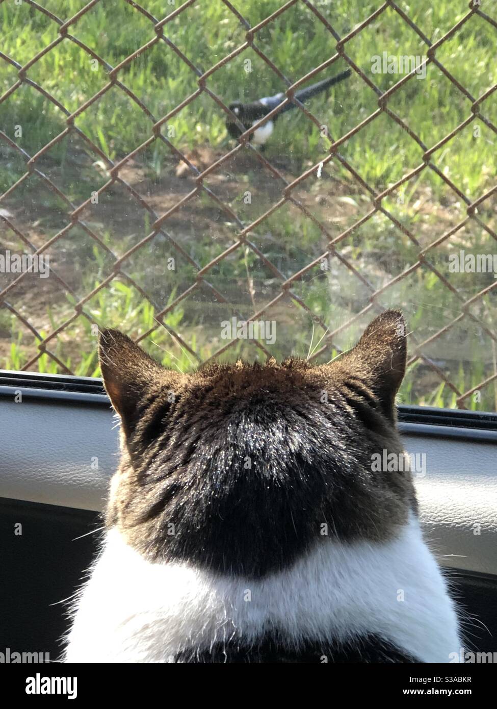 Cat bird watching hi-res stock photography and images - Alamy