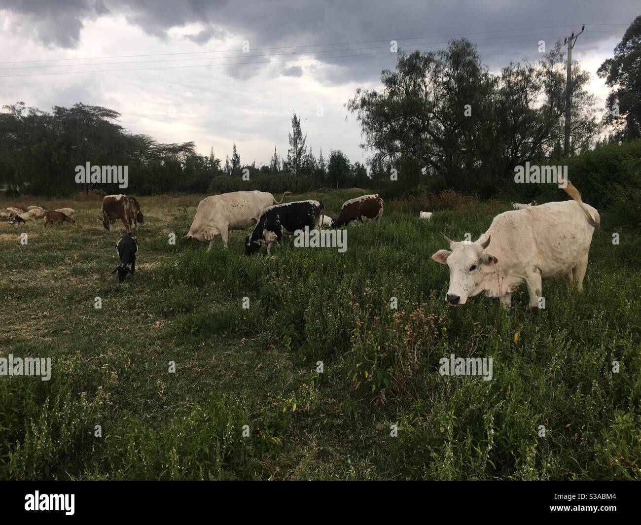 Maasai cows hi-res stock photography and images - Alamy