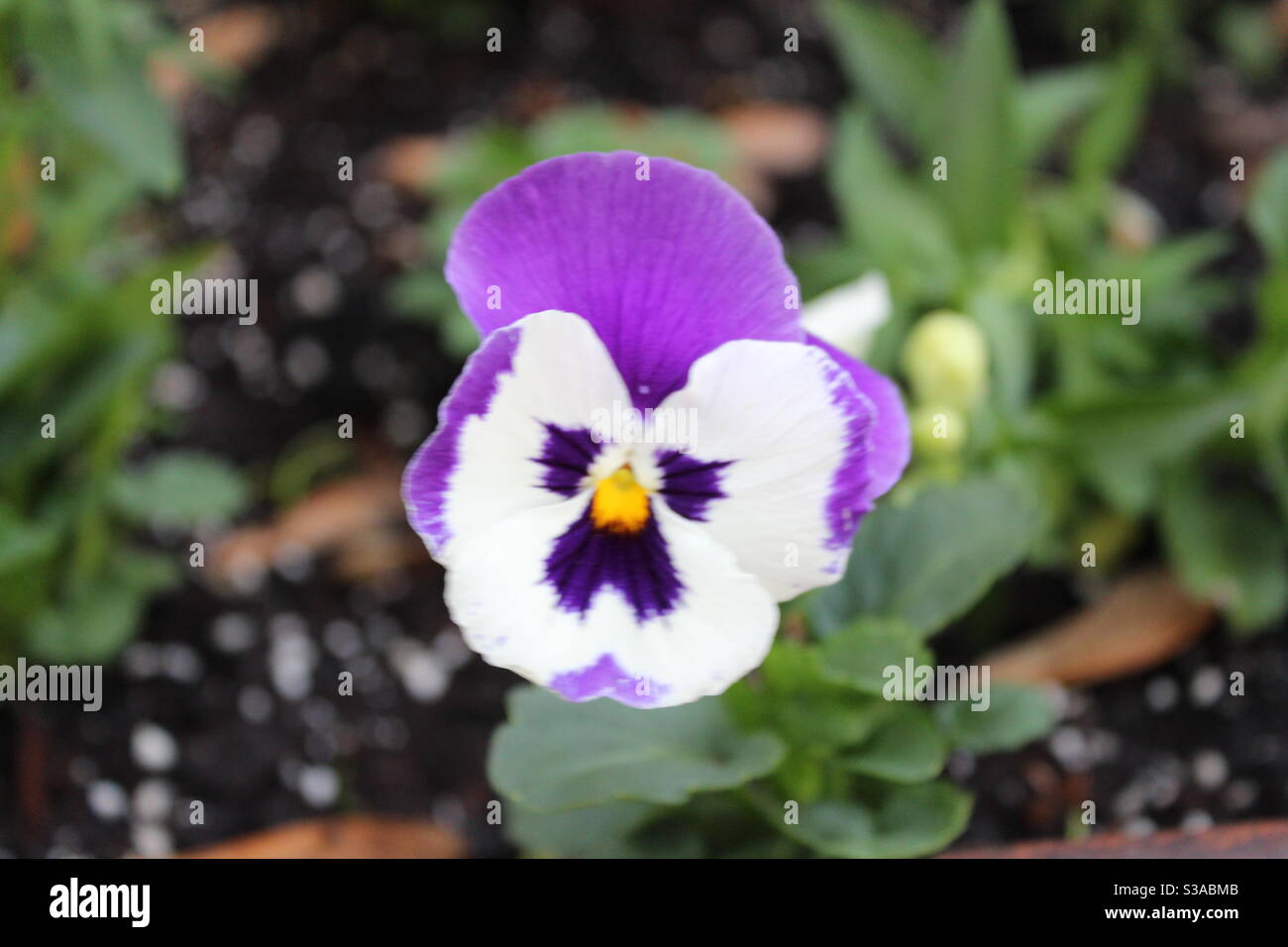 Within Nature High Resolution Stock Photography and Images - Alamy