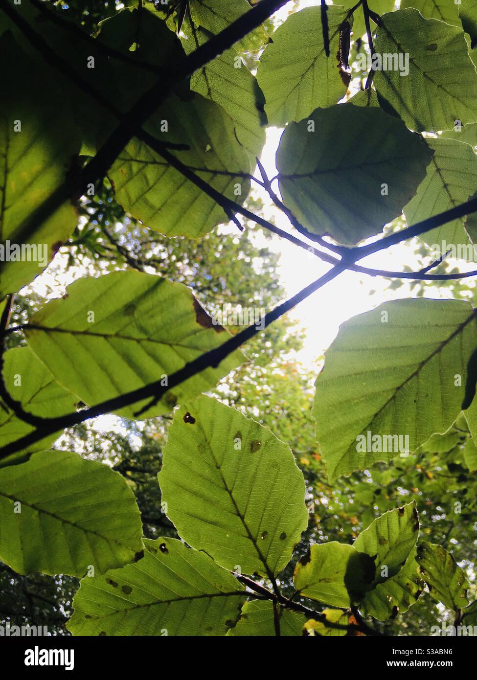 Looking up at sky through leaves hi-res stock photography and images ...