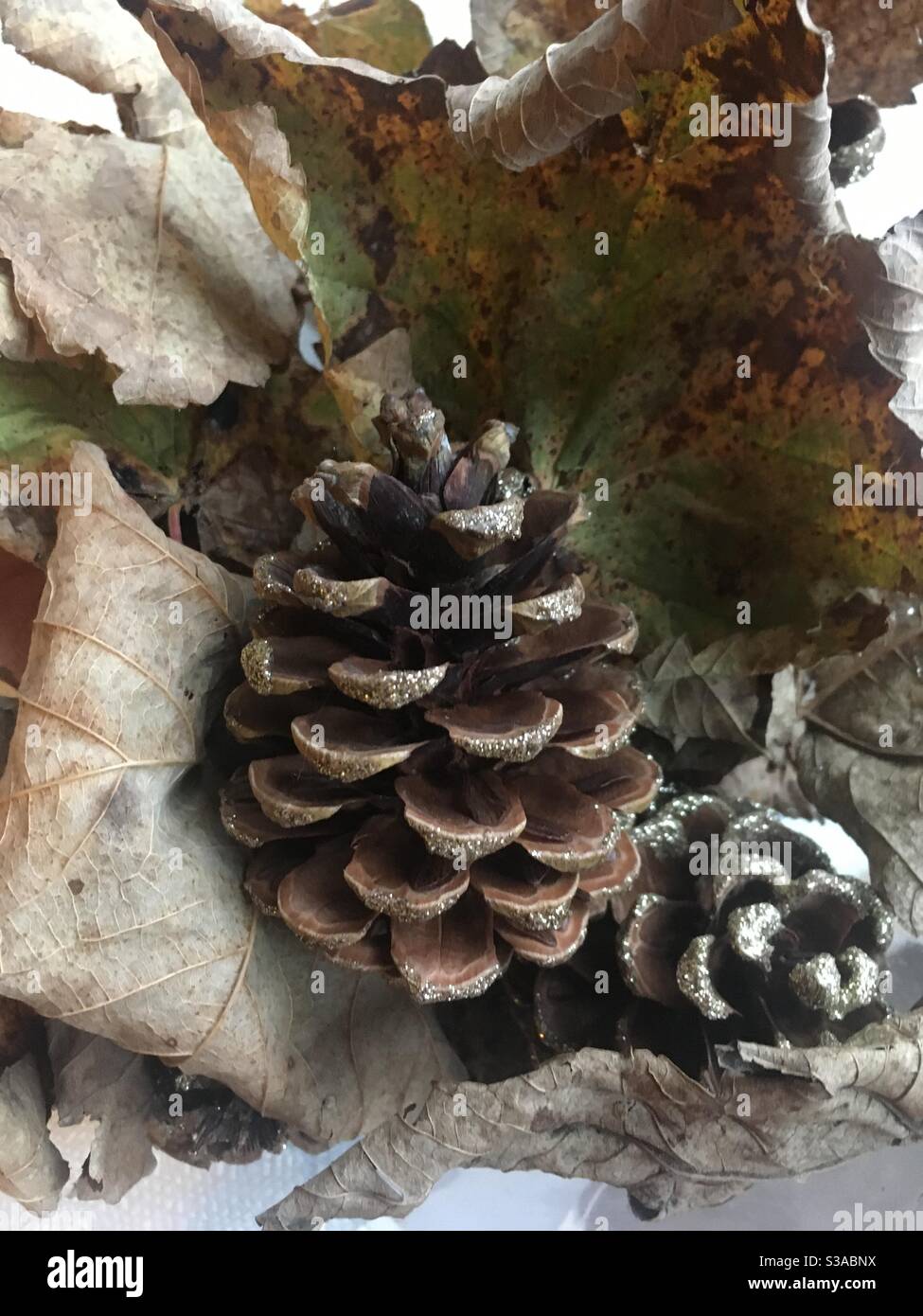 Cone leaves hi-res stock photography and images - Alamy