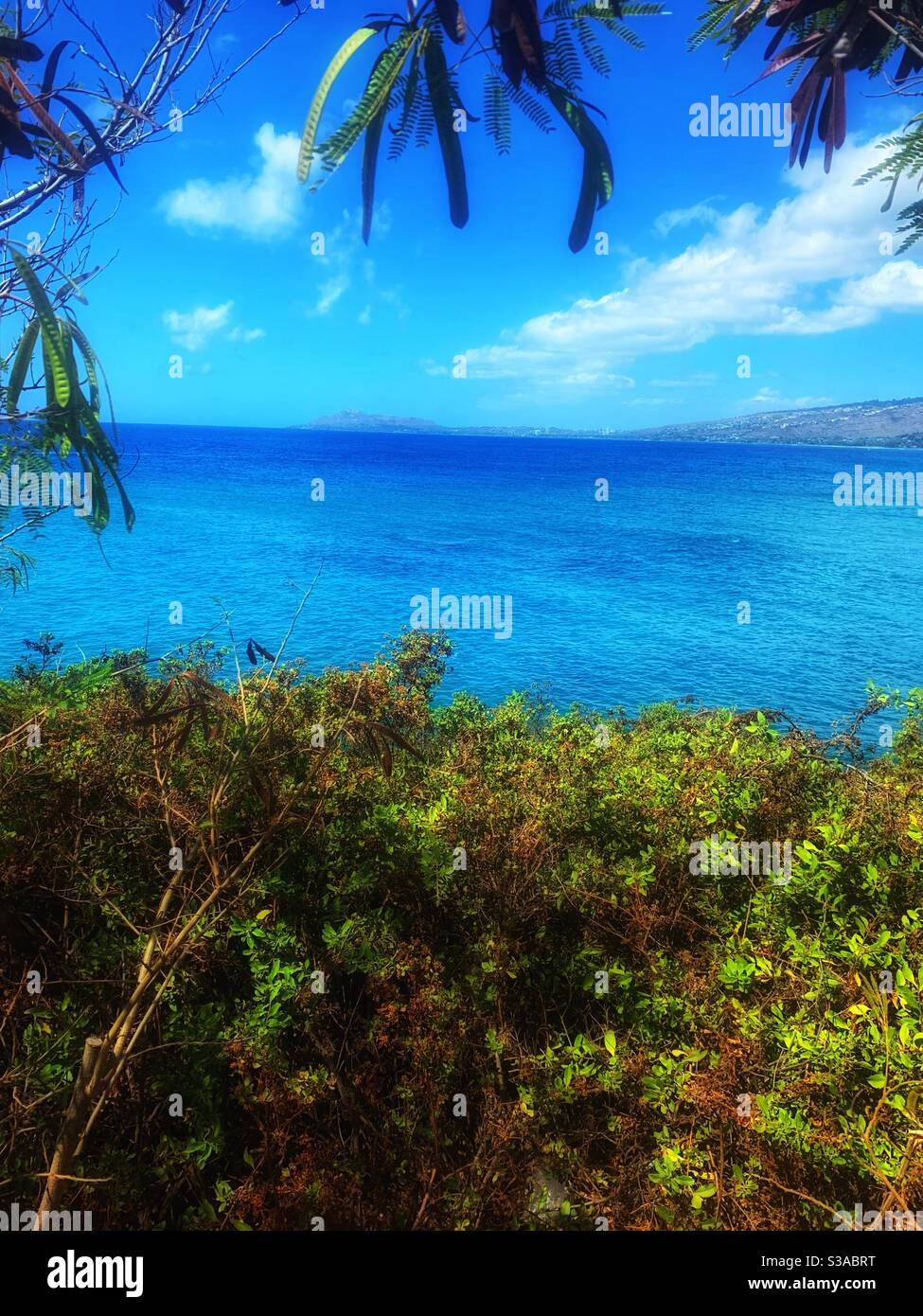 Blue wale ocean hi-res stock photography and images - Alamy