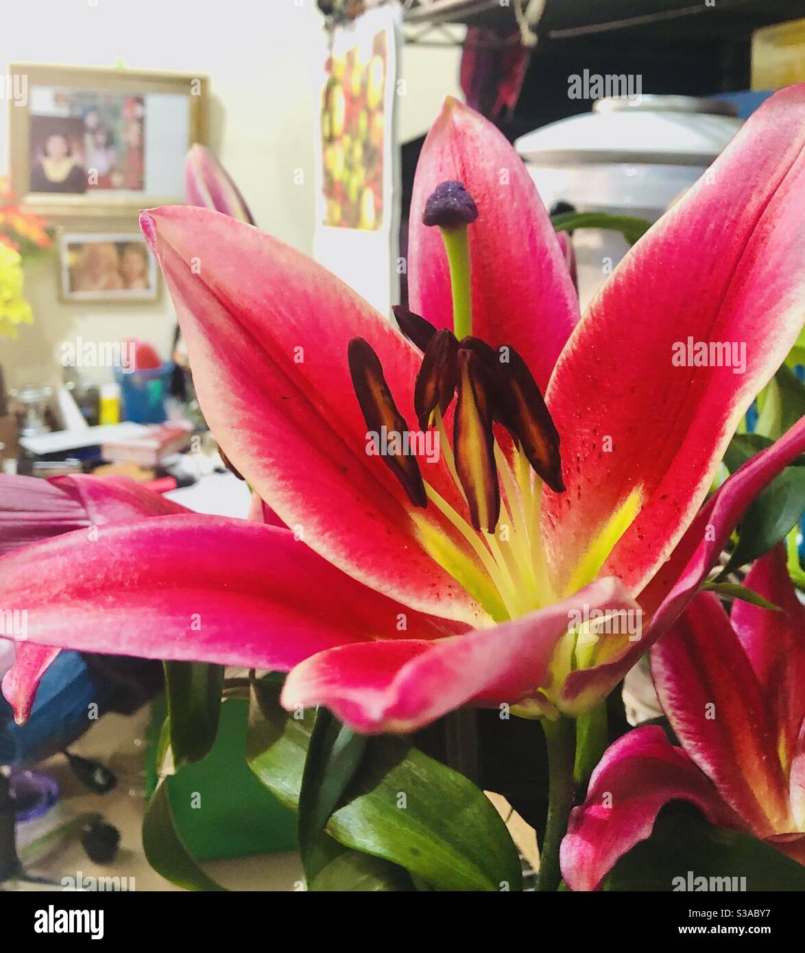 Star gazer hi-res stock photography and images - Alamy