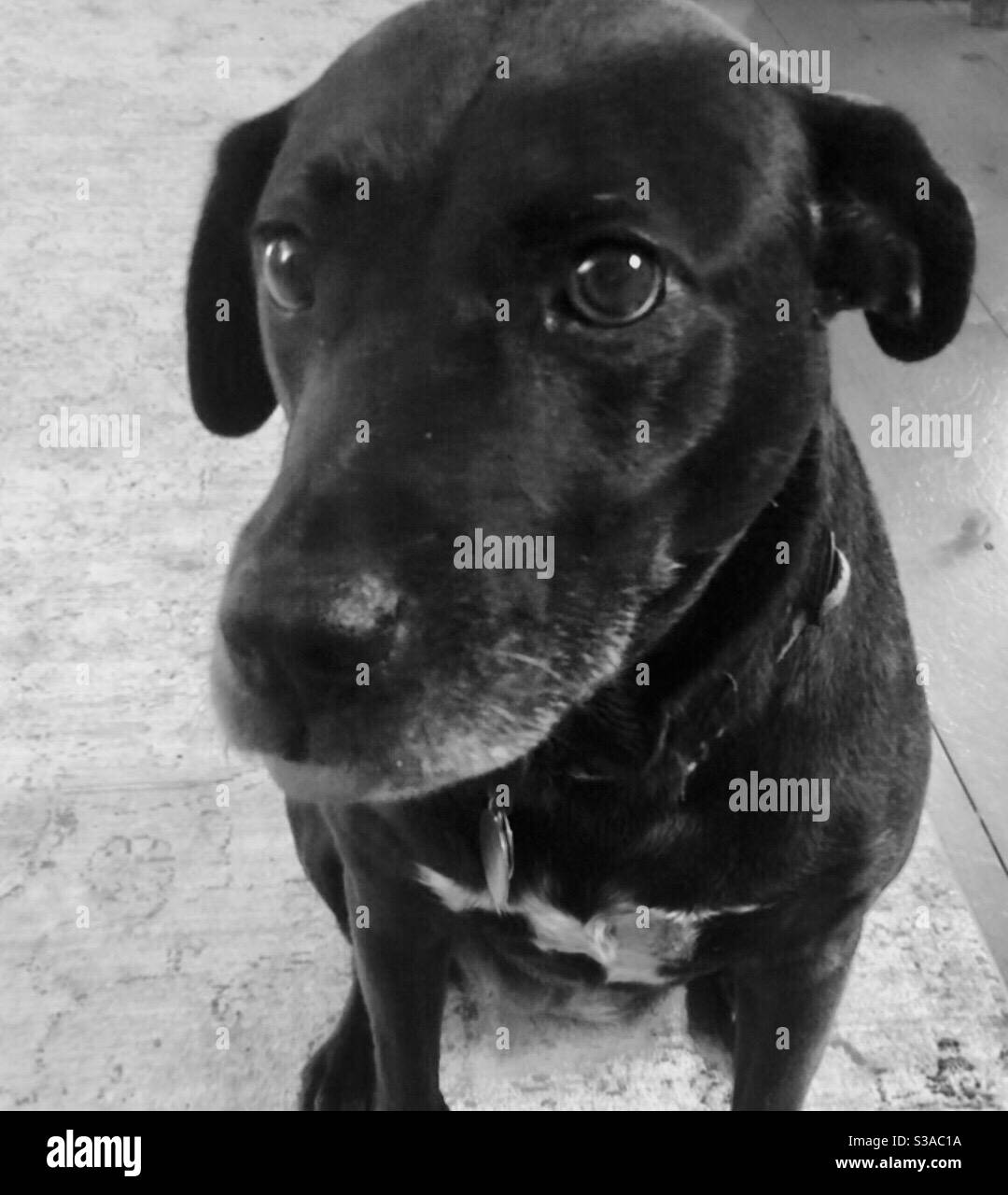 Lab nose hi-res stock photography and images - Alamy