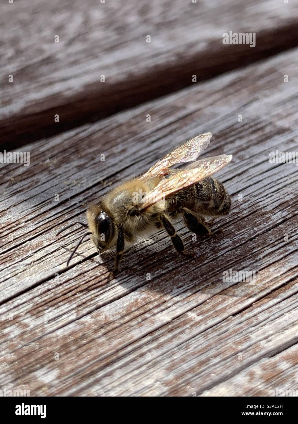 Bee zoom hi-res stock photography and images - Alamy
