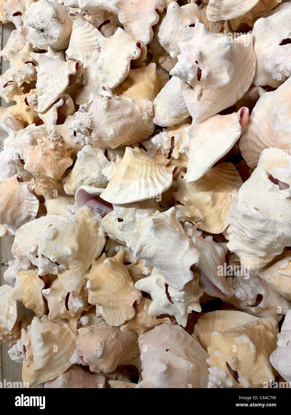 Whelk Seashells High Resolution Stock Photography and Images - Alamy