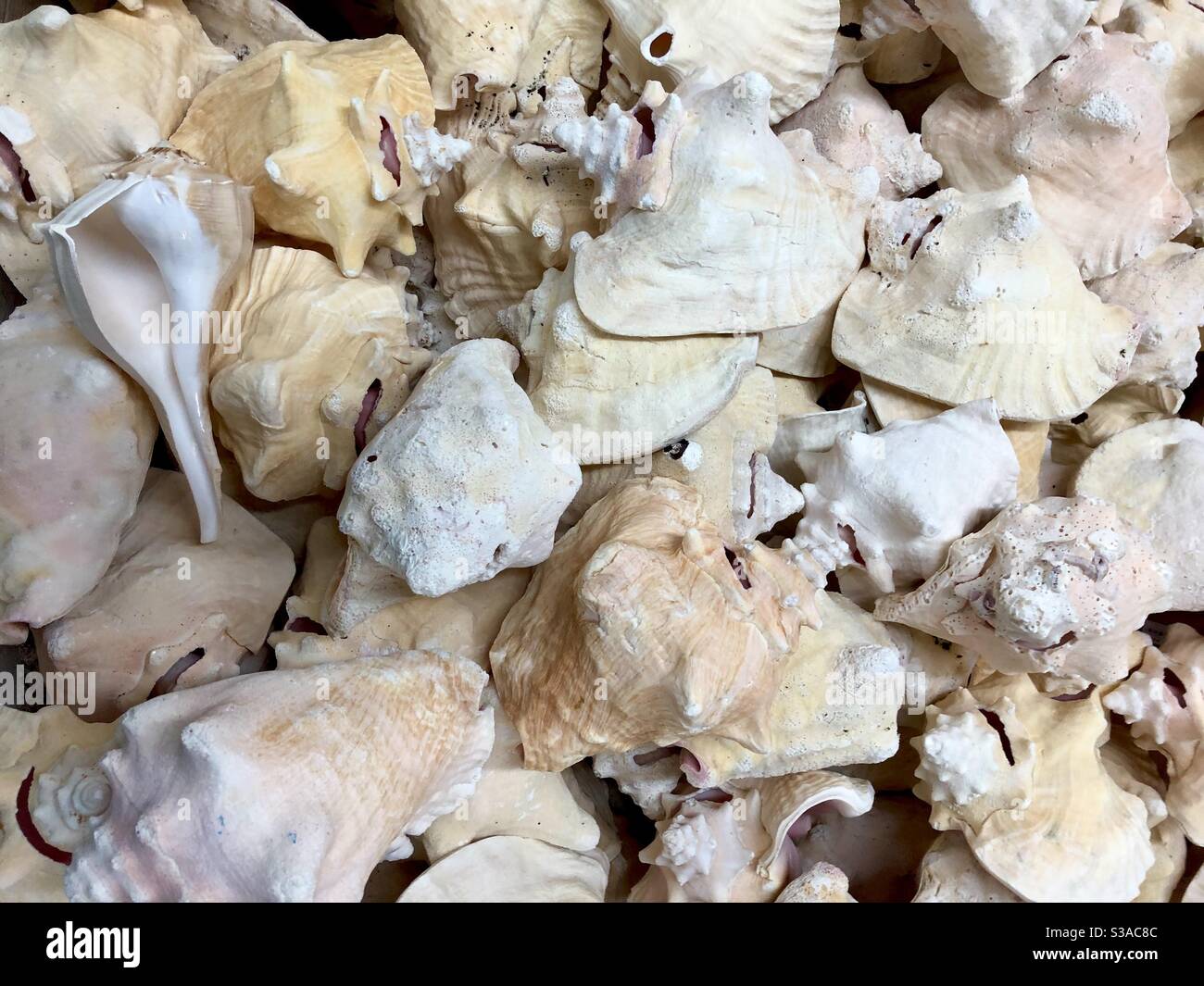 Whelk Seashells High Resolution Stock Photography and Images - Alamy