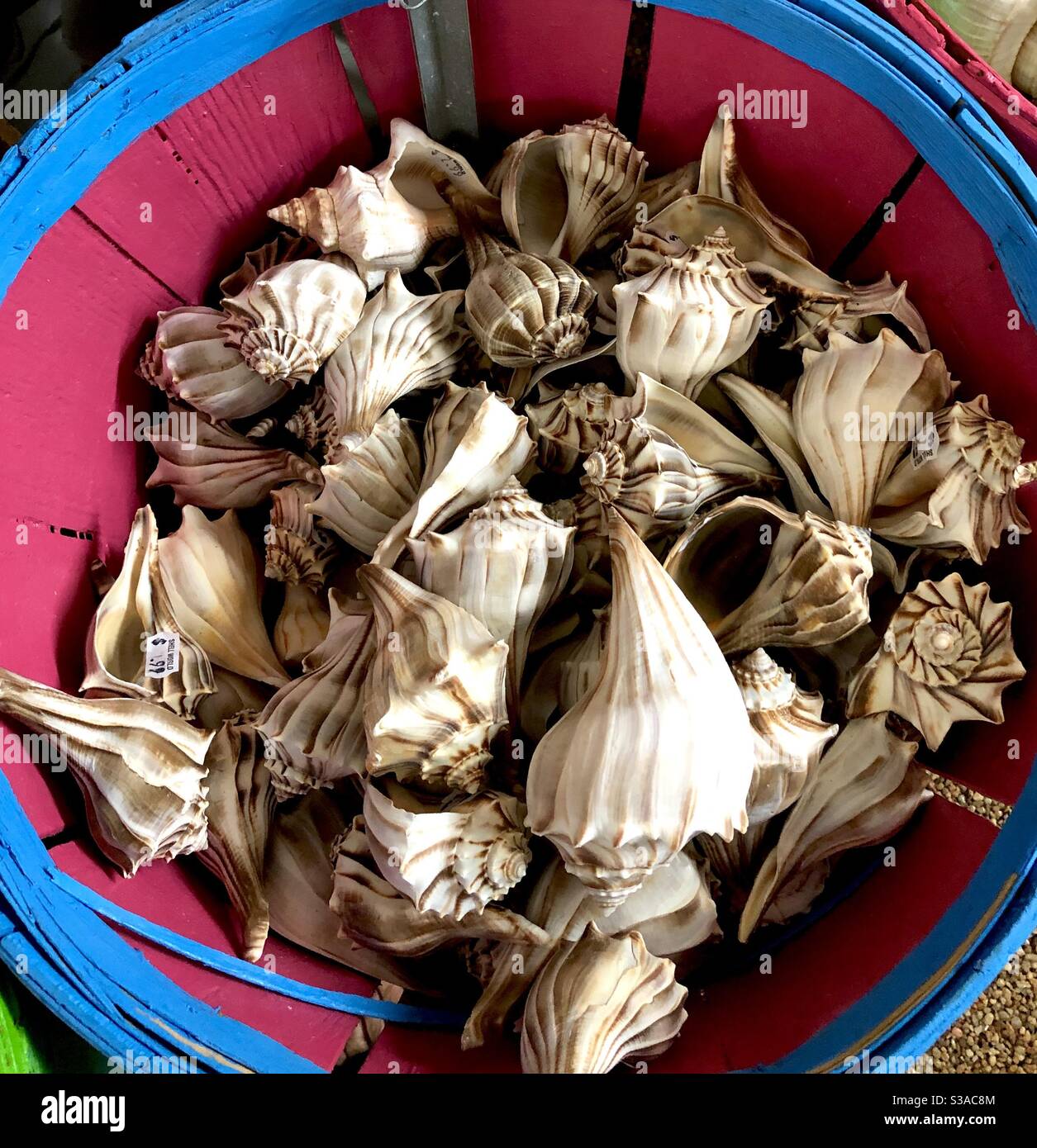 Whelk seashells hi-res stock photography and images - Alamy