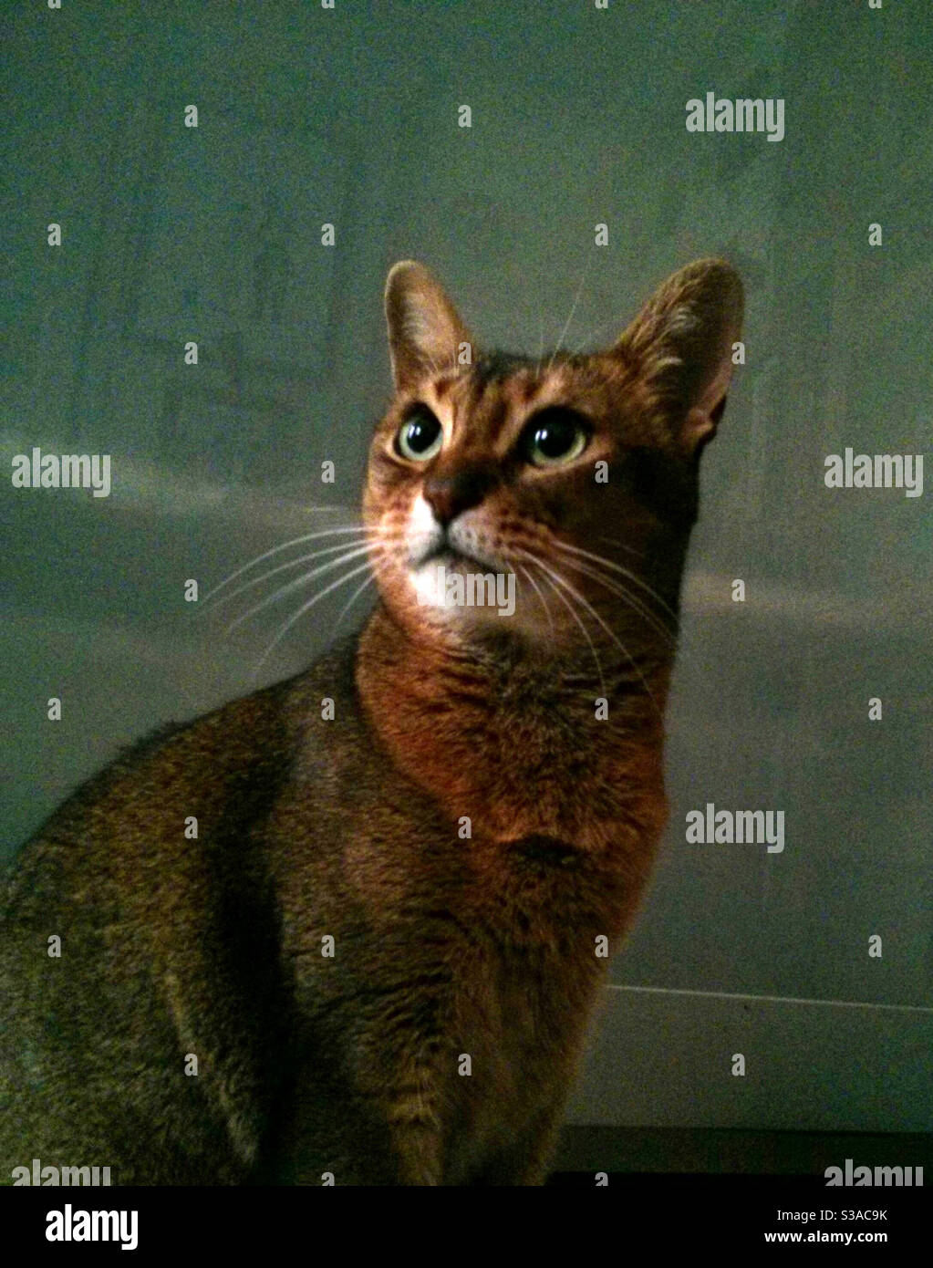 Abyssinian cat fur hi-res stock photography and images - Alamy