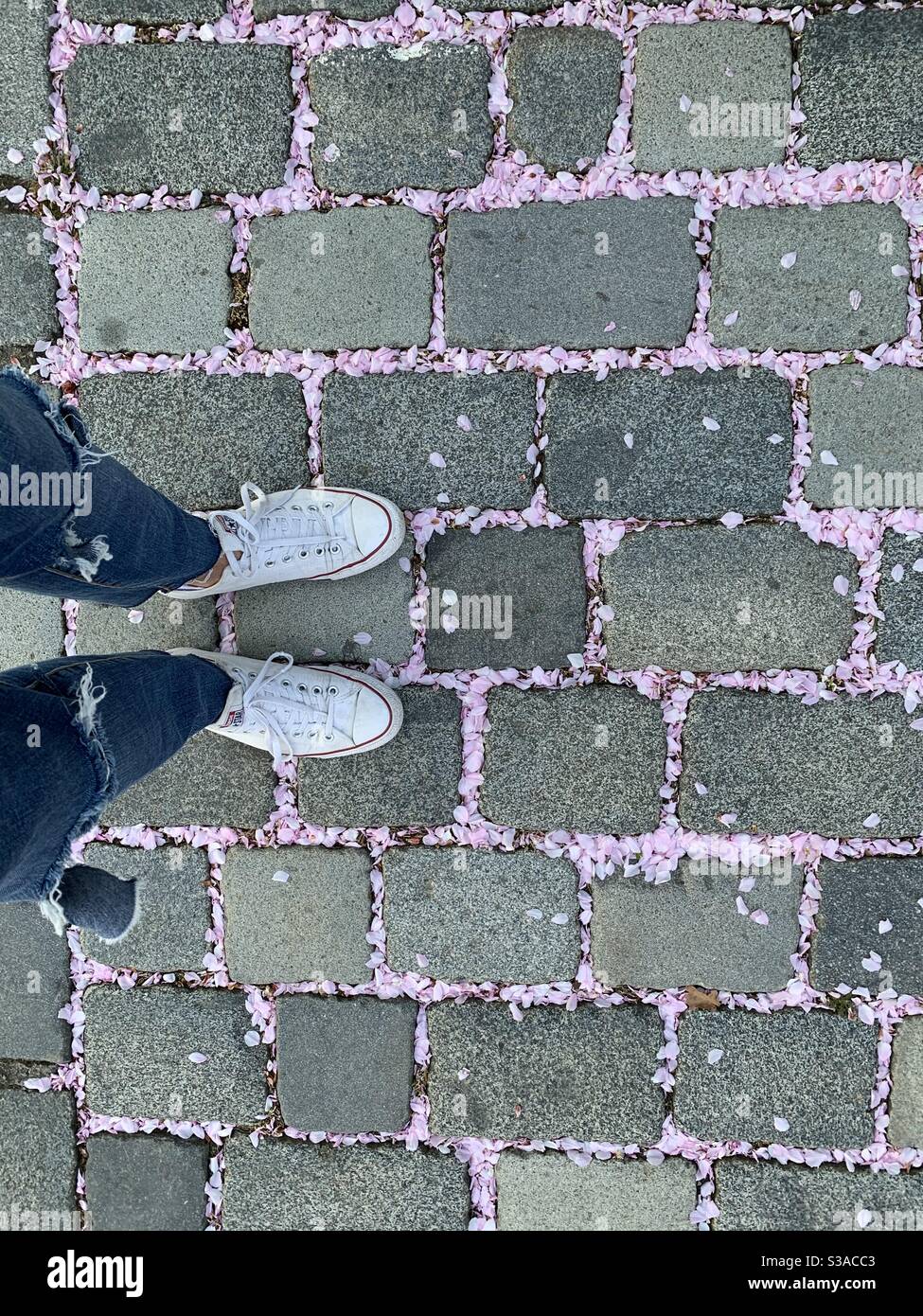 Prague spring flowers hi-res stock photography and images - Alamy