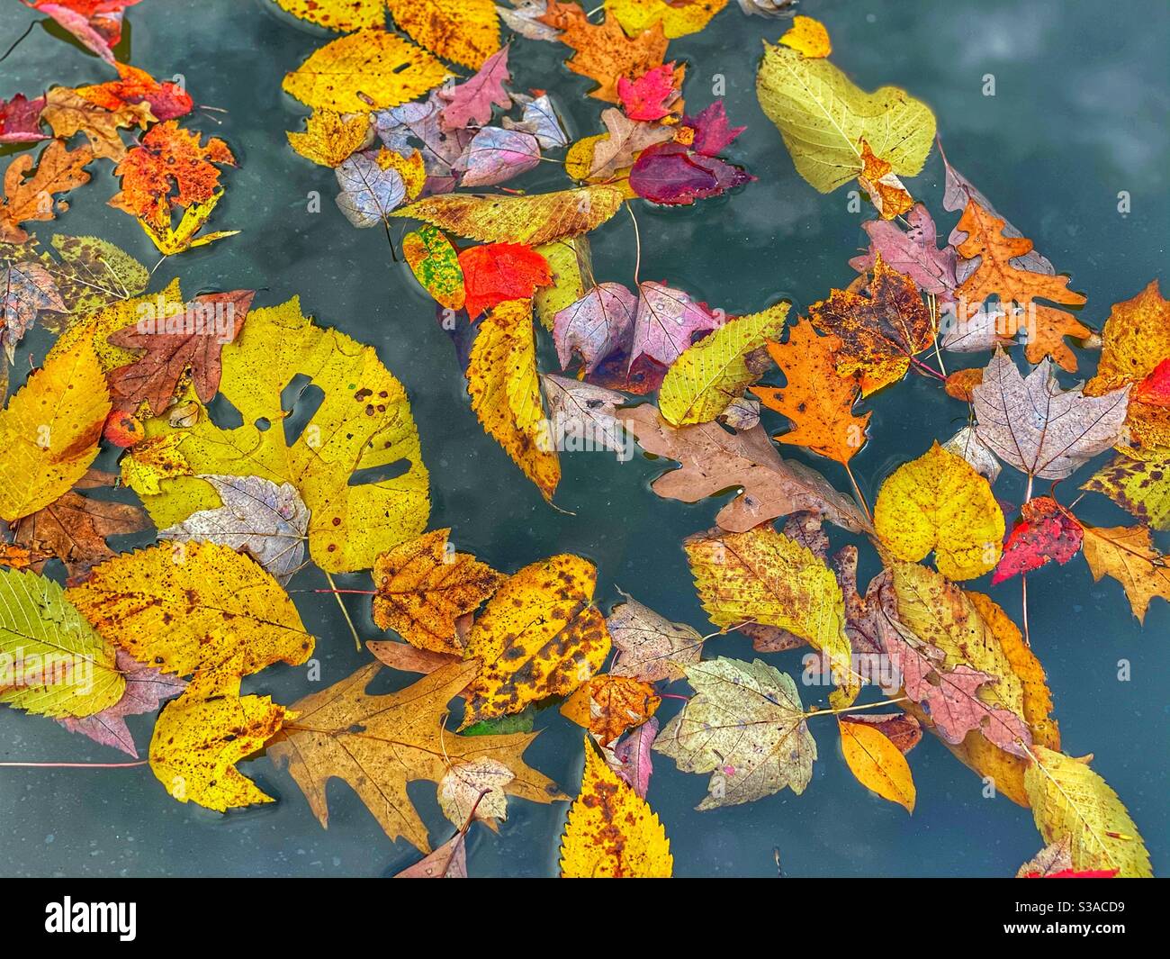 Colorful leaves in water hi-res stock photography and images - Alamy