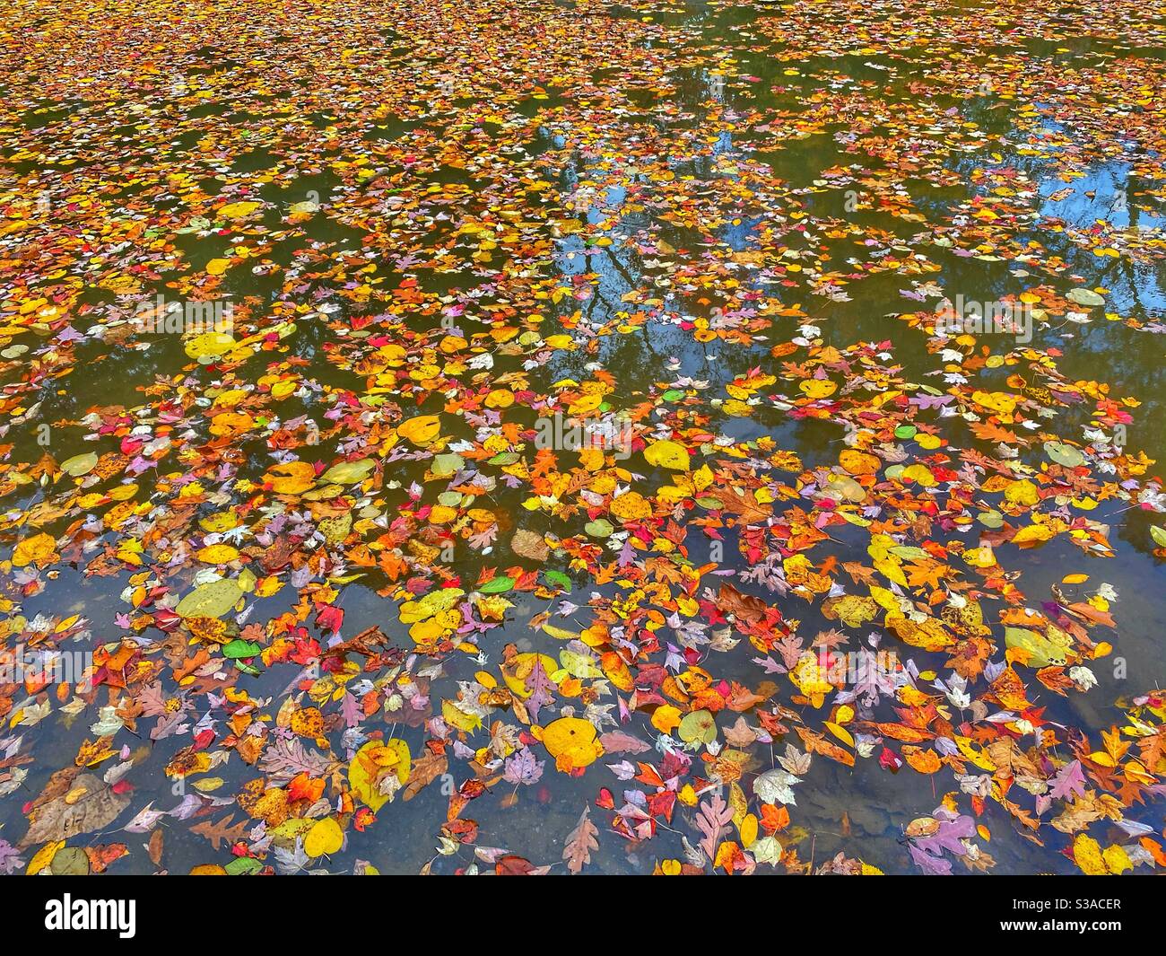 Hundreds of floating leaves Stock Photo - Alamy