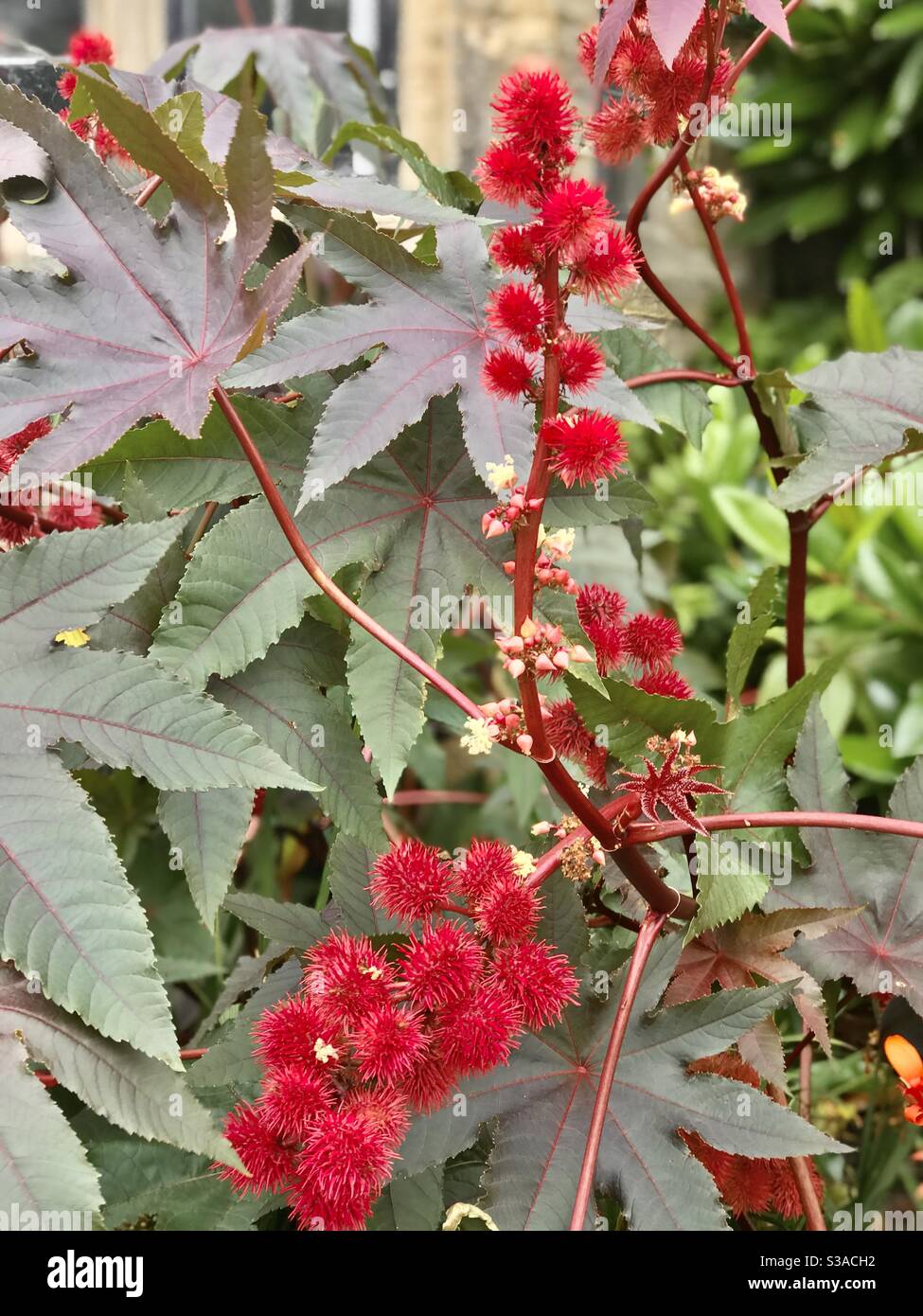 Wakehurst place hi-res stock photography and images - Alamy
