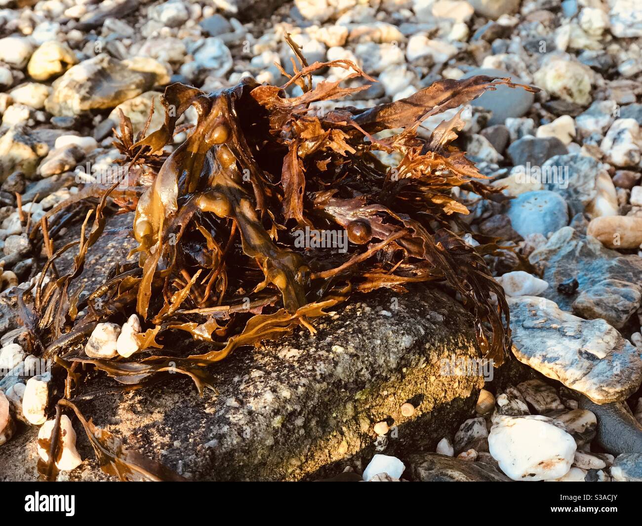 Loe Beach seaweed shape Stock Photo - Alamy