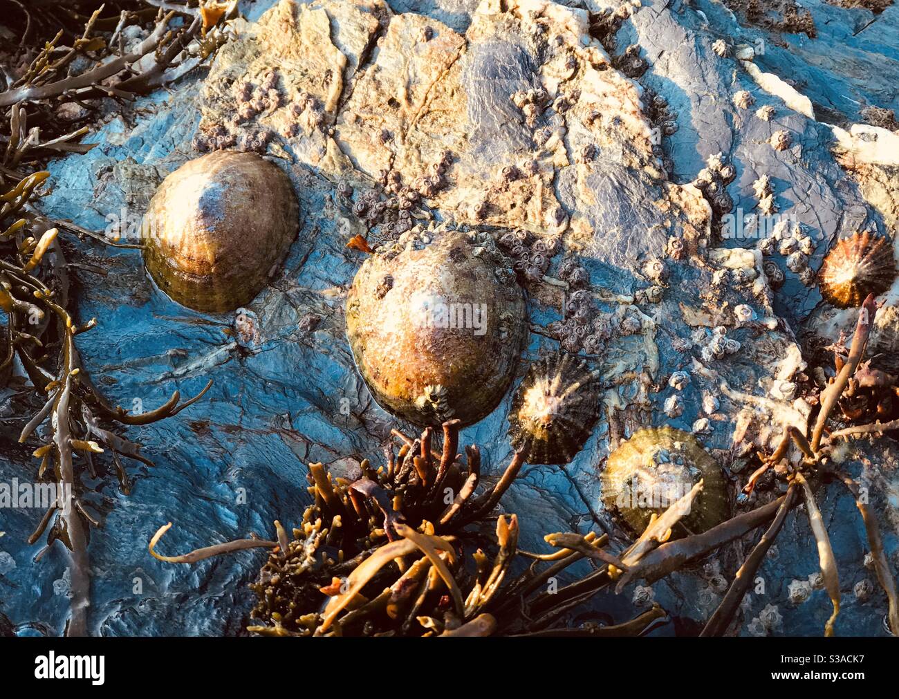 Algae on littoral low hi-res stock photography and images - Alamy