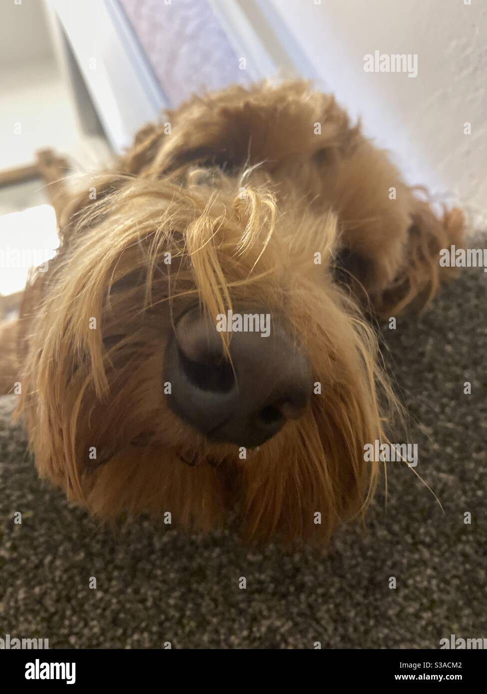 Red setter x poodle hi-res stock photography and images - Alamy