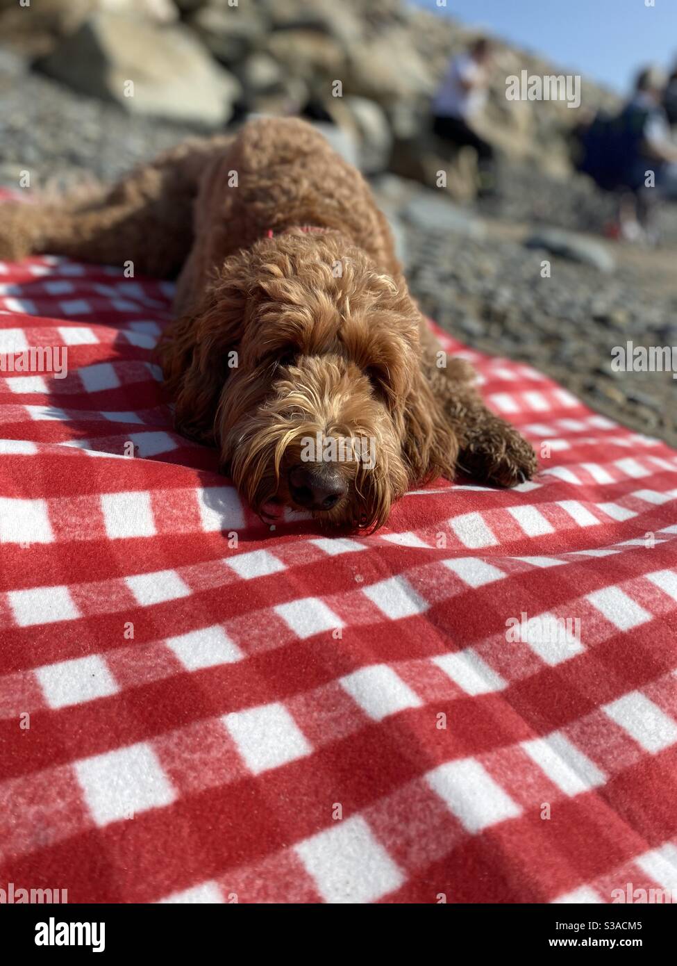 Red setter x poodle hi-res stock photography and images - Alamy