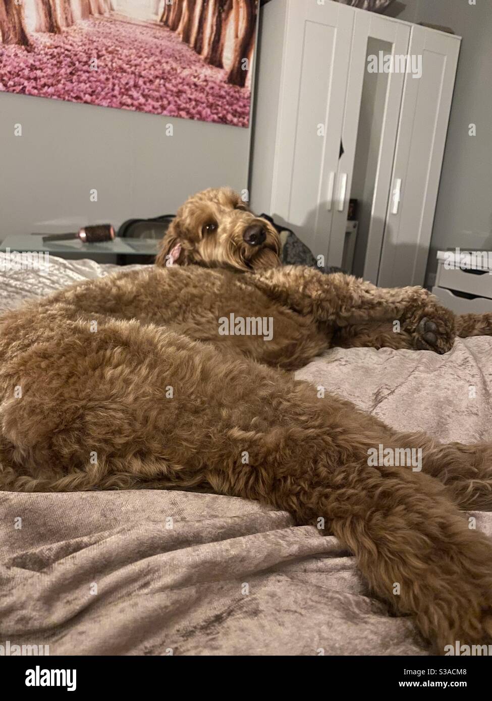 Red setter x poodle hi-res stock photography and images - Alamy