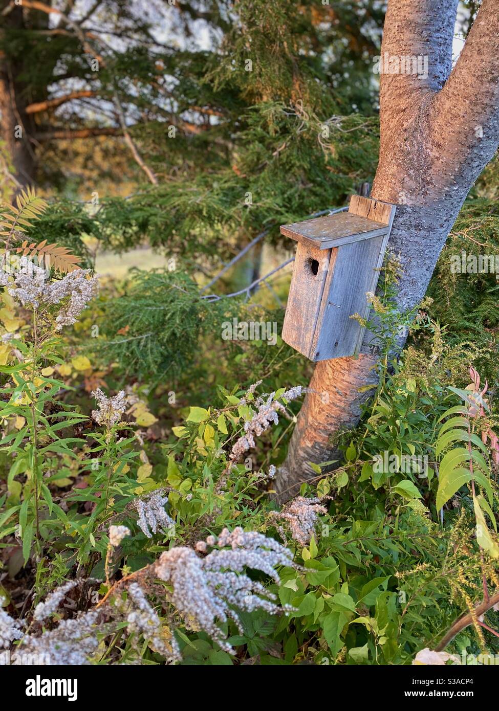 Bluebird house hi-res stock photography and images - Alamy