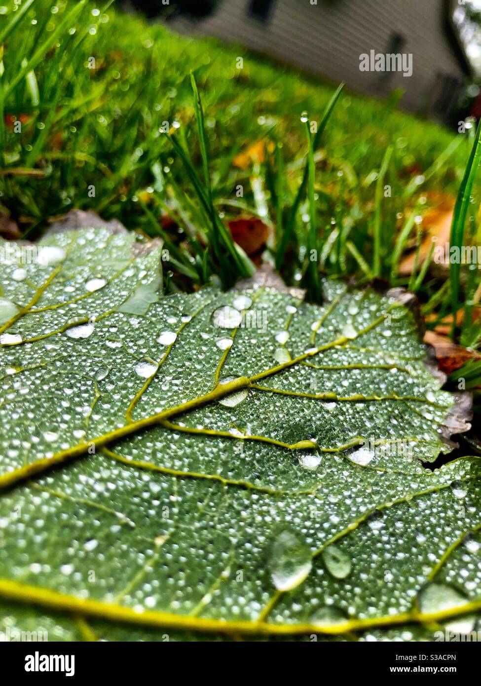 Rain drops on leaf hi-res stock photography and images - Alamy
