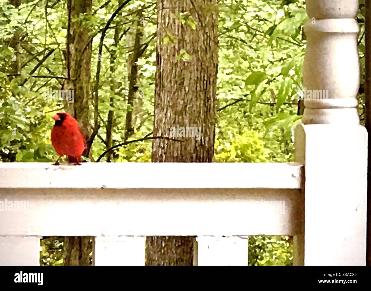 Cardinal sitting hi-res stock photography and images - Alamy
