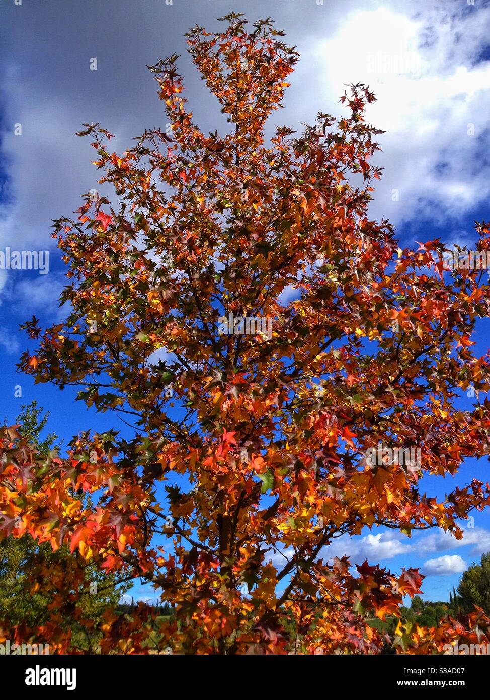 Montpellier maple tree hi-res stock photography and images - Alamy