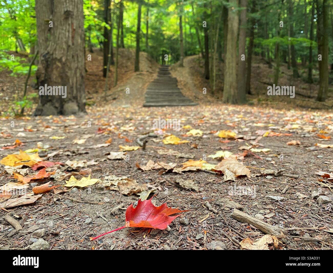 Fall autumn forest hi-res stock photography and images - Alamy