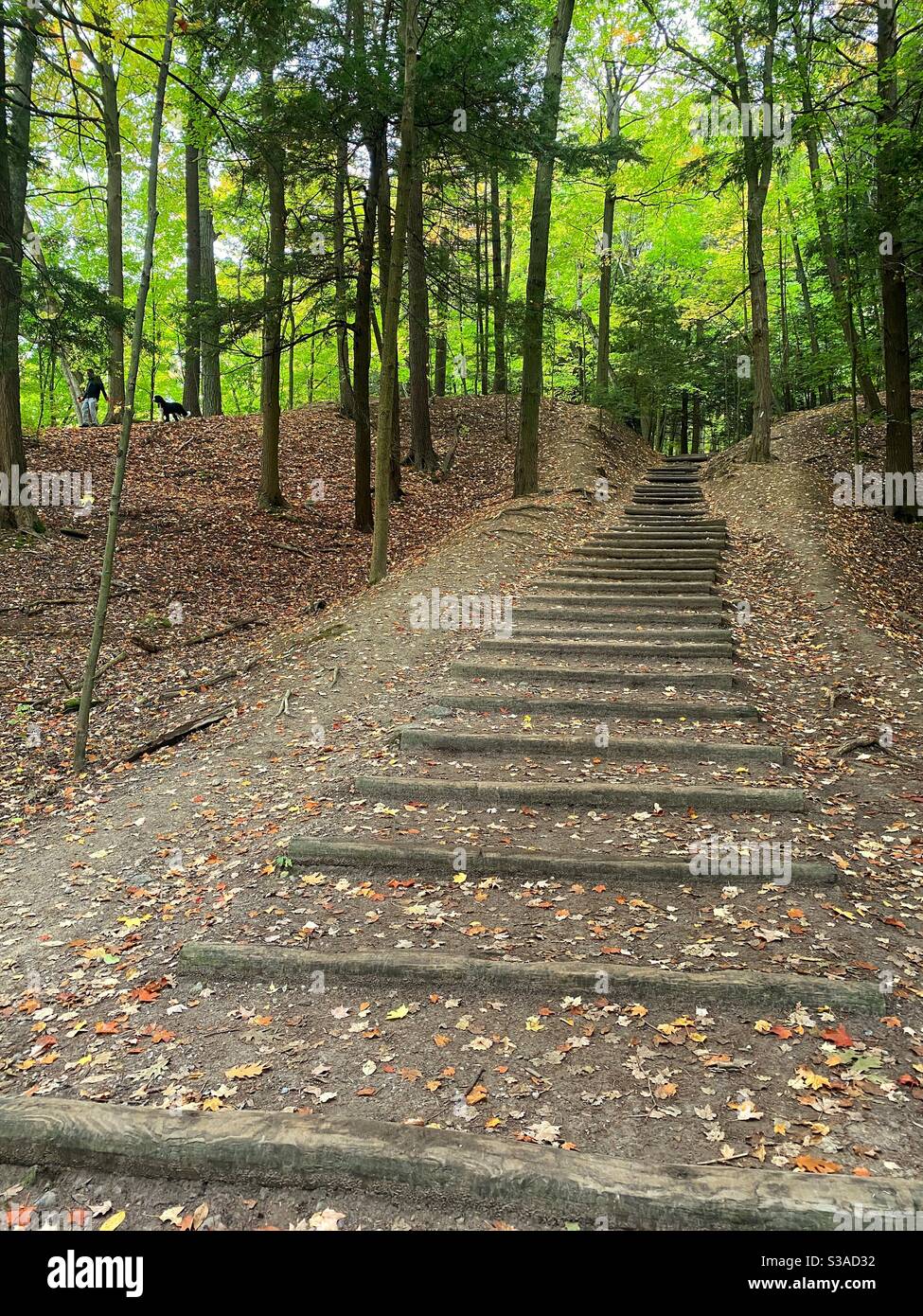 Forest stairs hi-res stock photography and images - Alamy