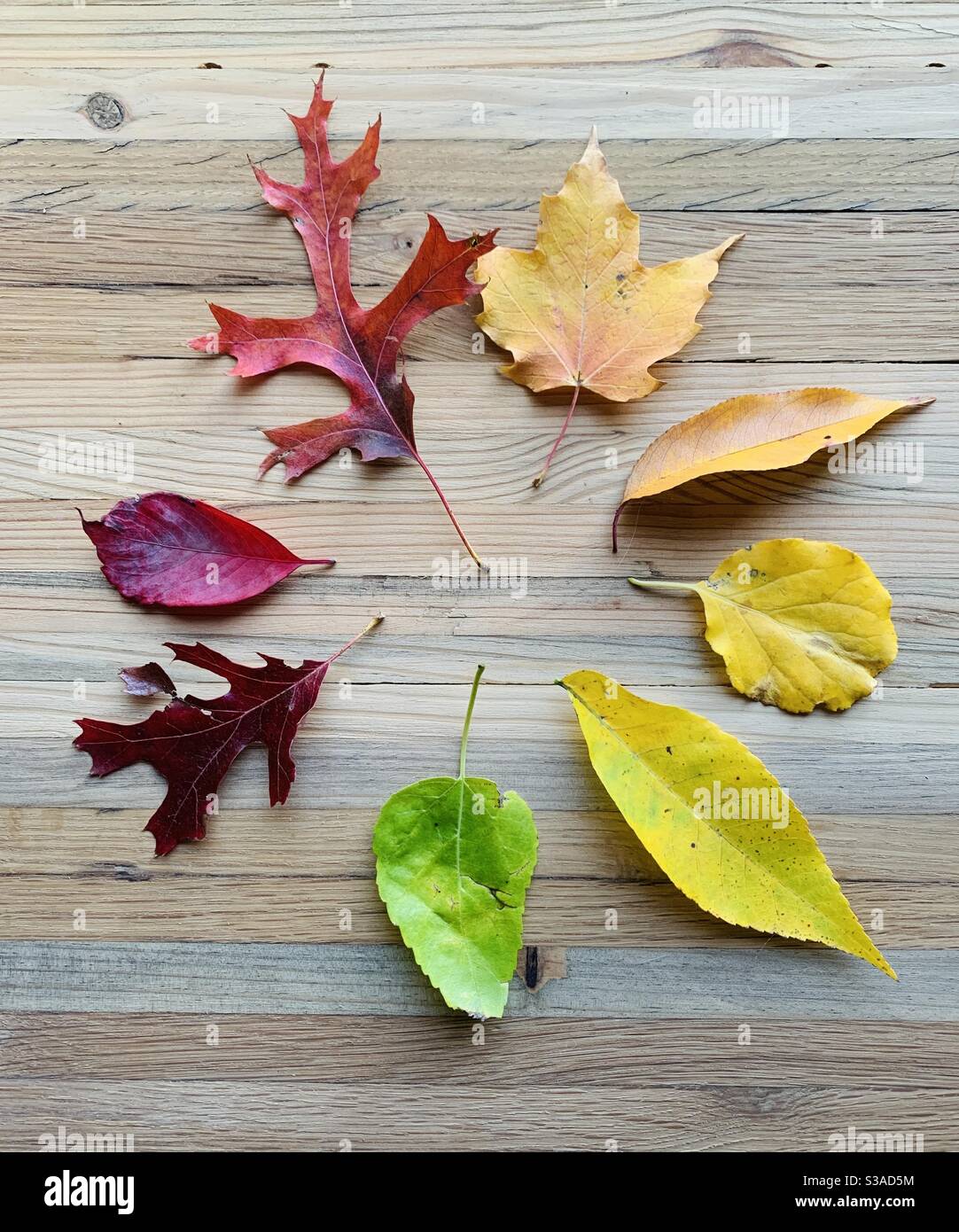 Color wheel leaves Stock Photo - Alamy