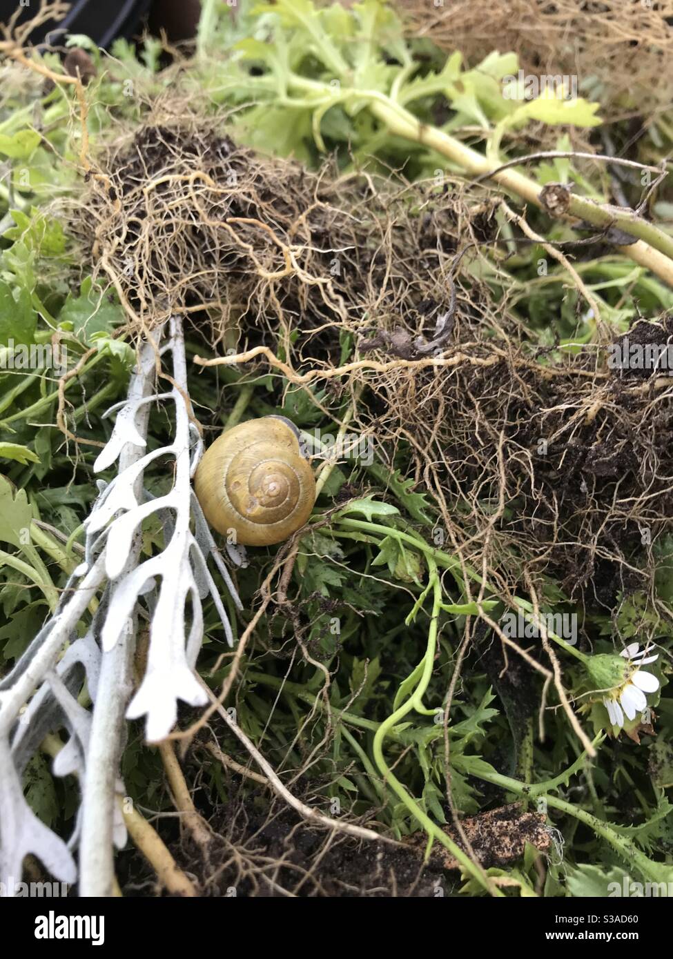 Snail plants hi-res stock photography and images - Alamy
