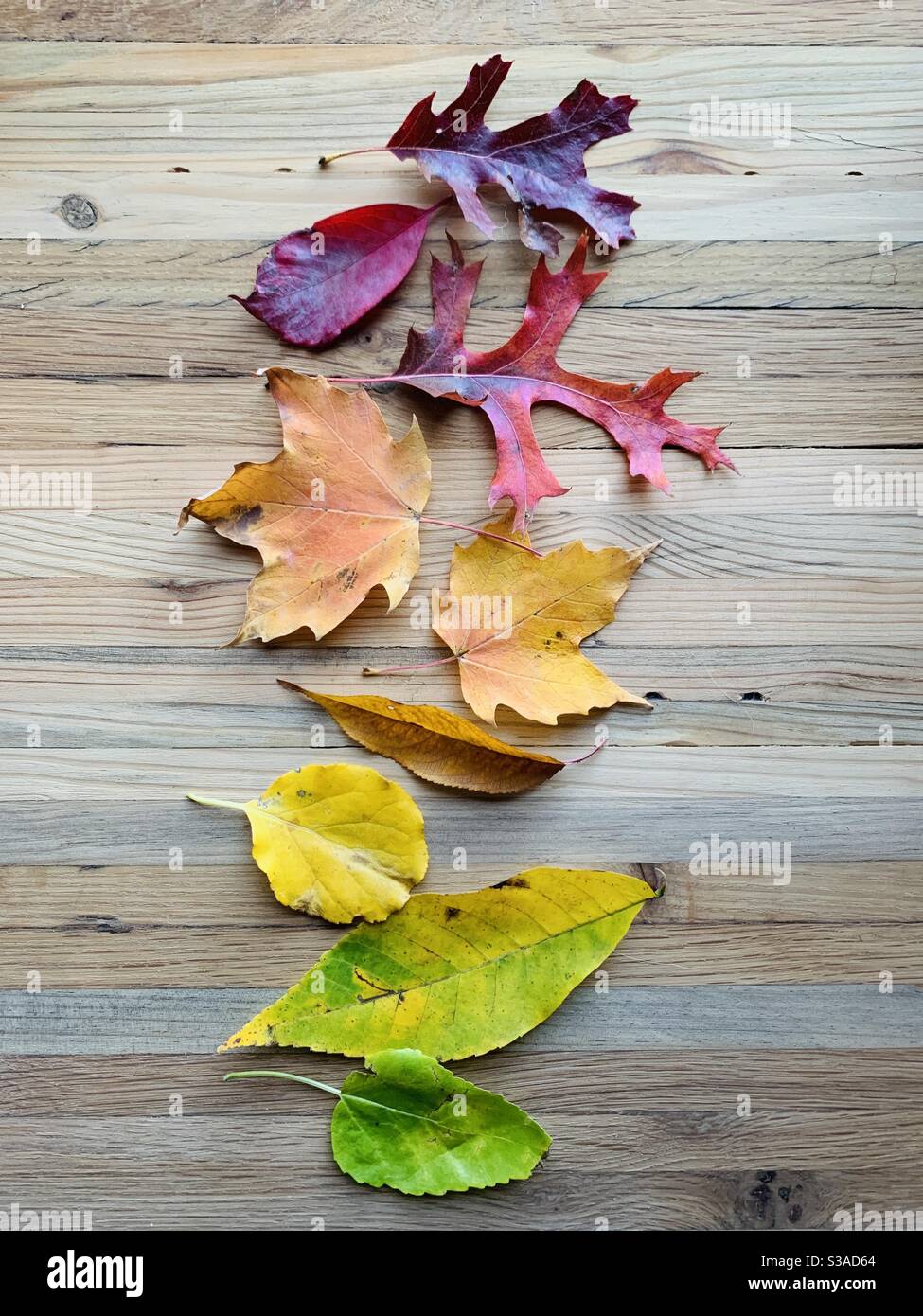 Rainbow line of leaves hi-res stock photography and images - Alamy