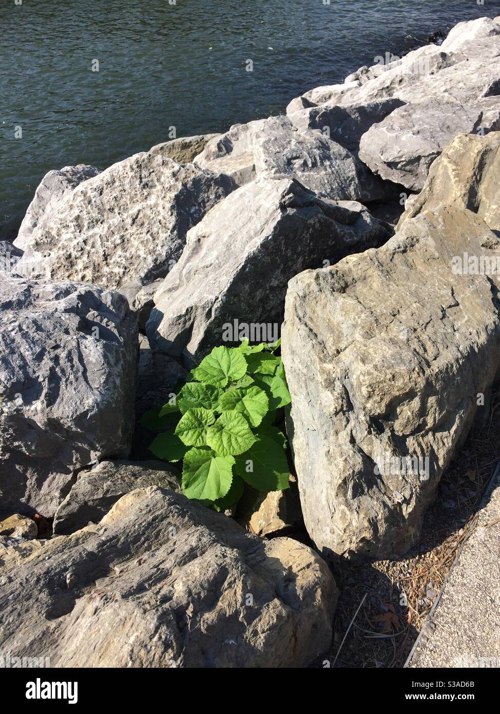 Plants rocks water hi-res stock photography and images - Alamy