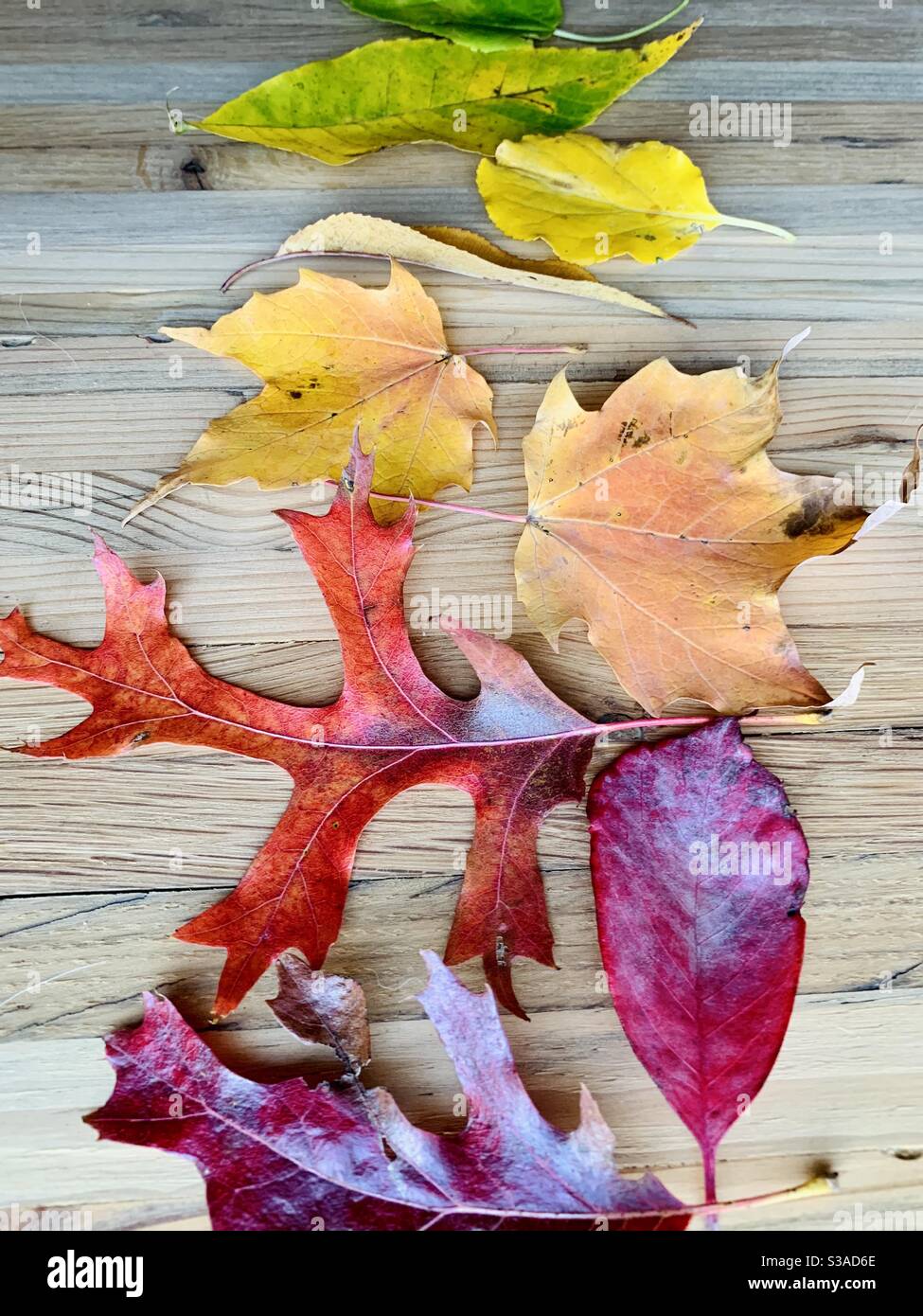 Set leaves in seasons hi-res stock photography and images - Alamy