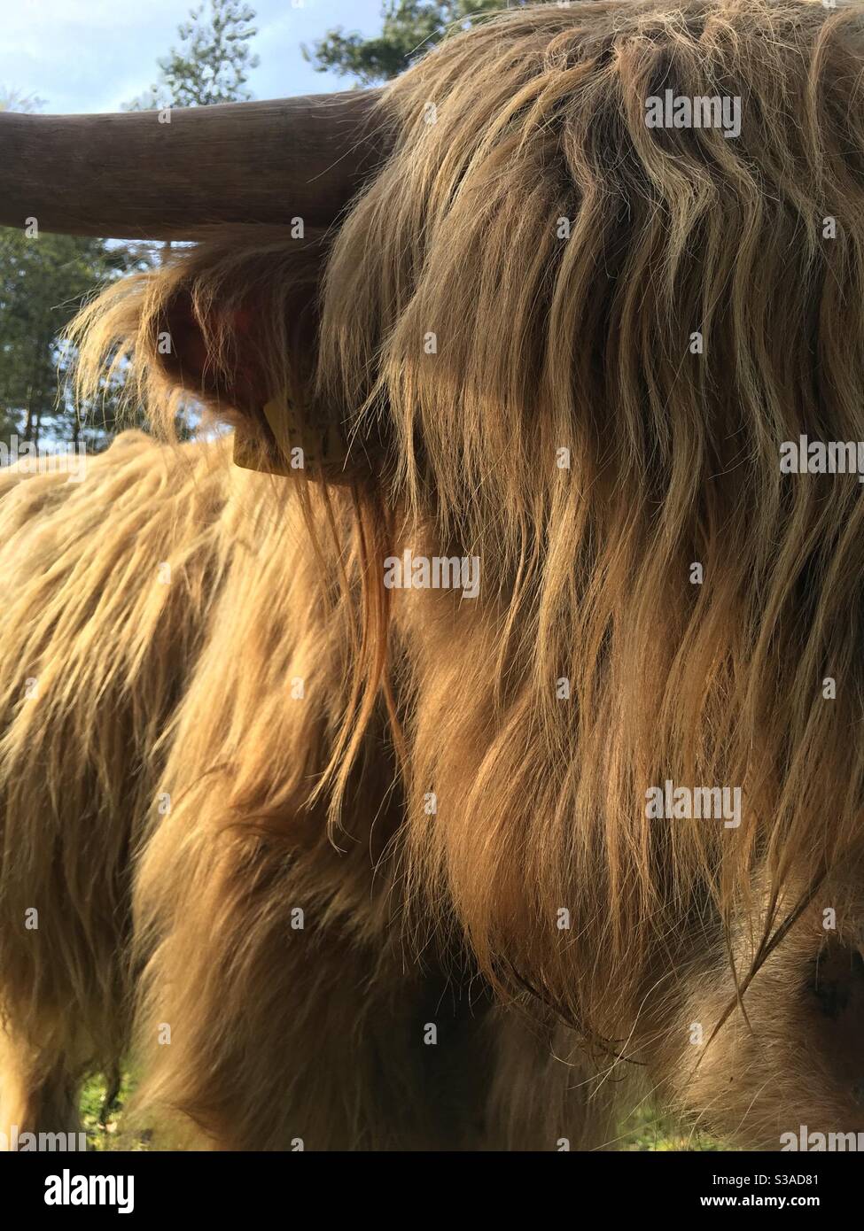 Rewilding of cattle hi-res stock photography and images - Alamy