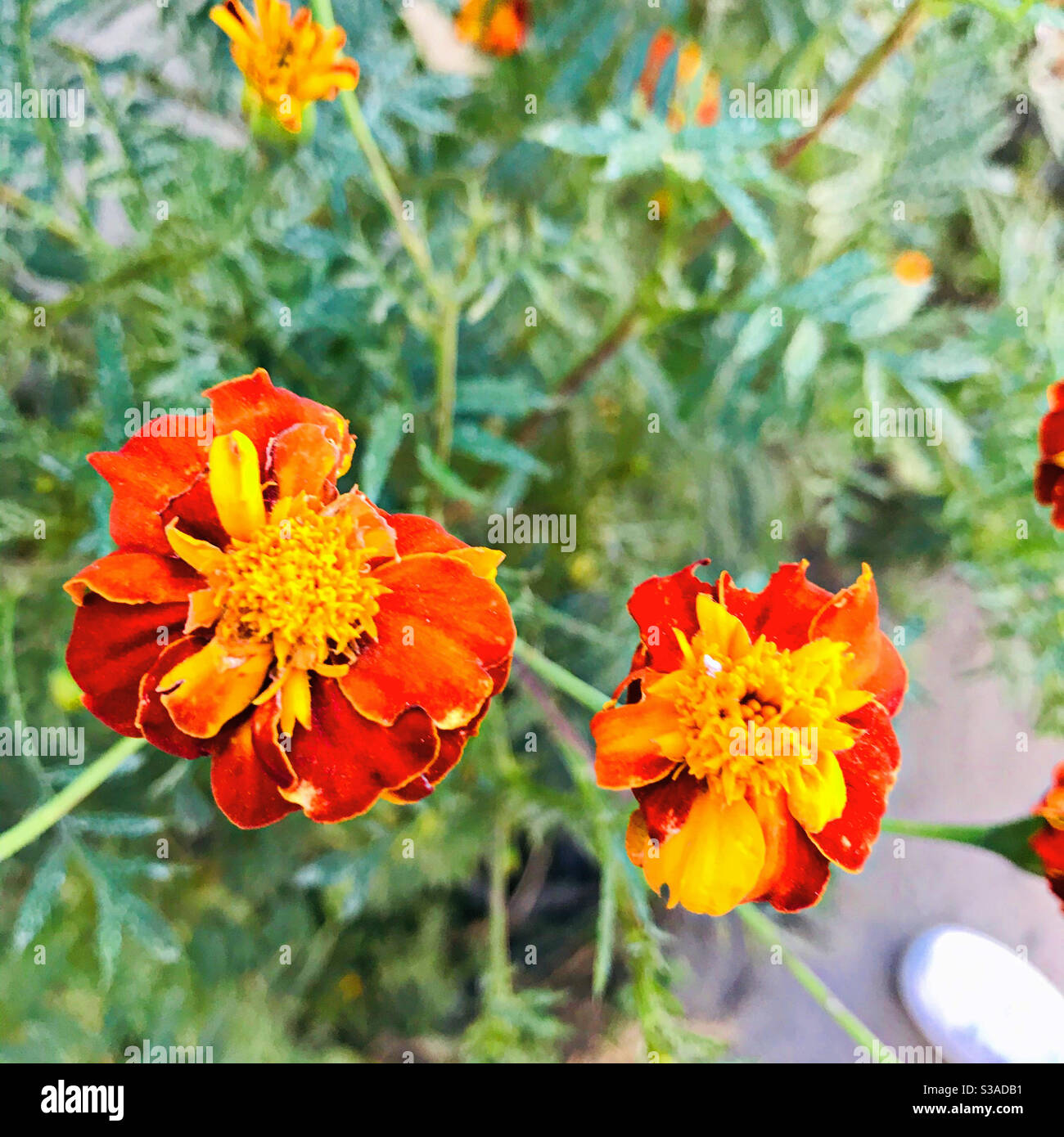 Flor decoracion hi-res stock photography and images - Alamy