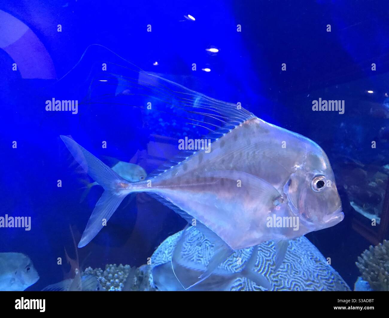Silver fish with beautiful fins in the blue water Stock Photo - Alamy