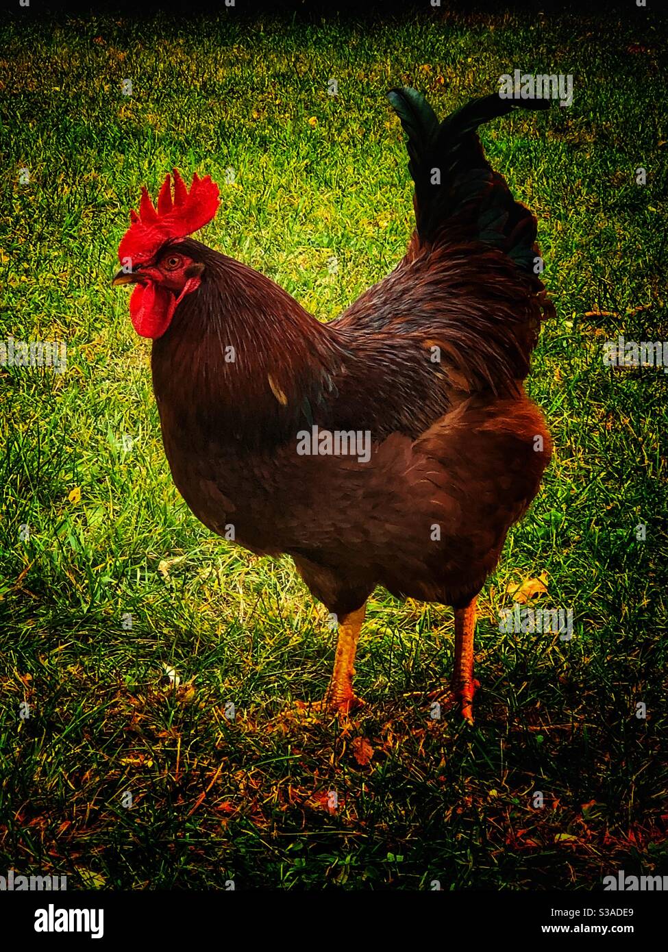 Rhode island red rooster hi-res stock photography and images - Alamy
