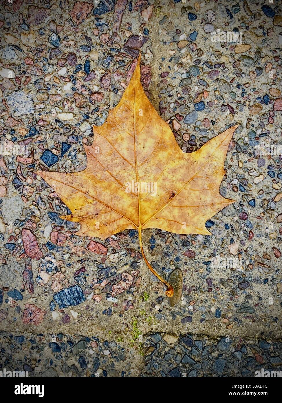 A fall leaf on the wet ground Stock Photo - Alamy